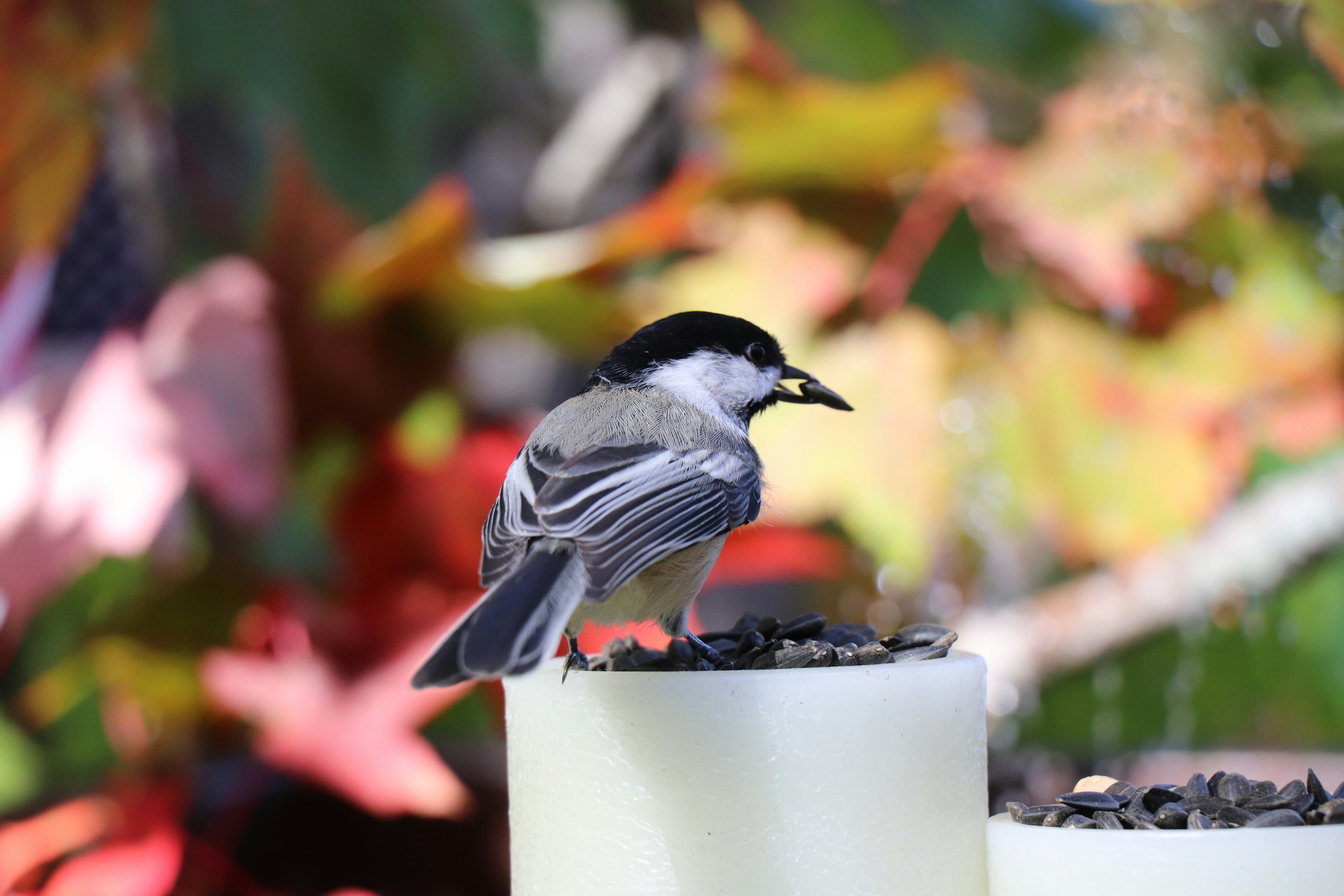 Black-capped Chickadee Perched on a Feeder Amid Autumn Hues