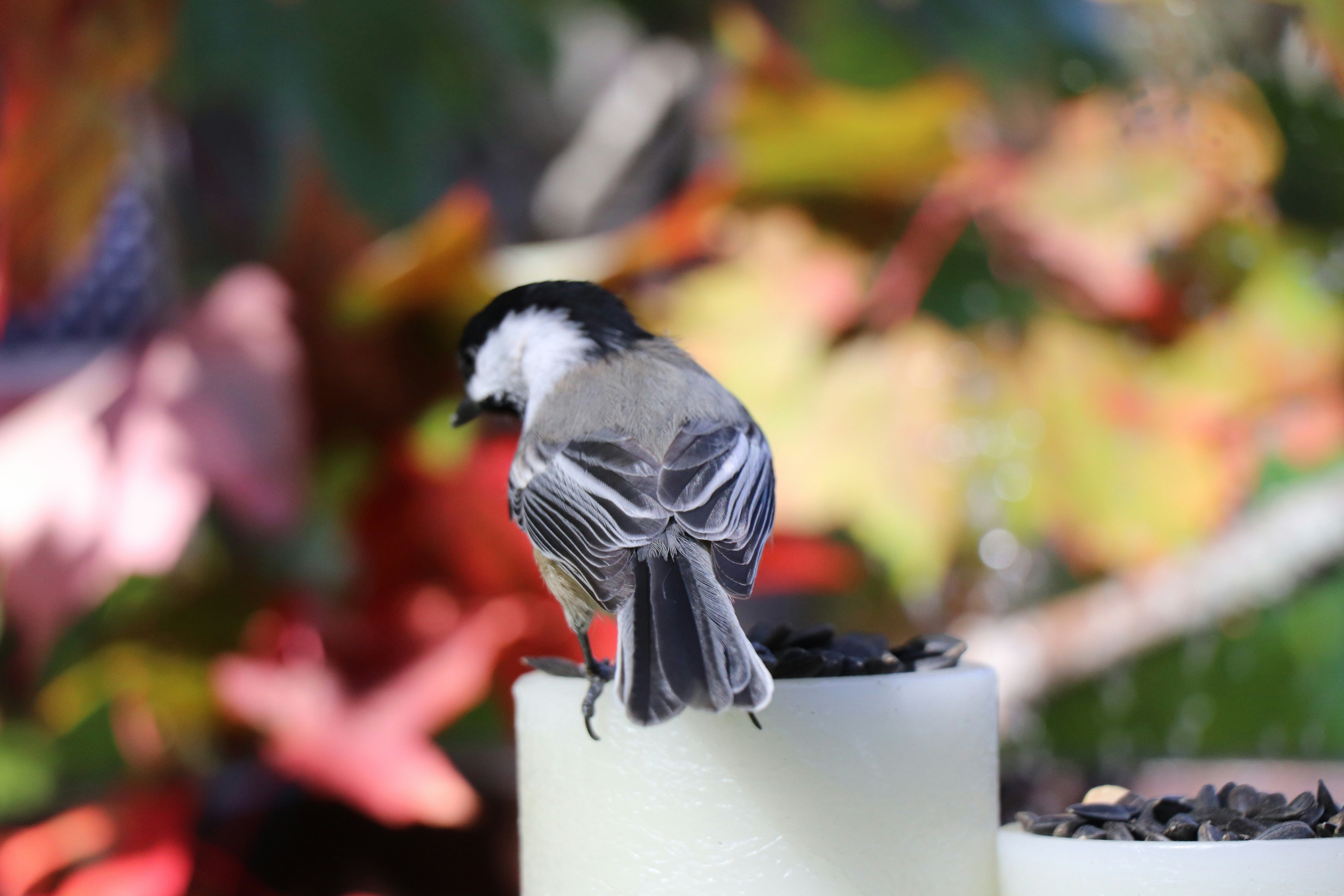 Autumn's Quiet Perch: A Chickadee on a Candle-Top