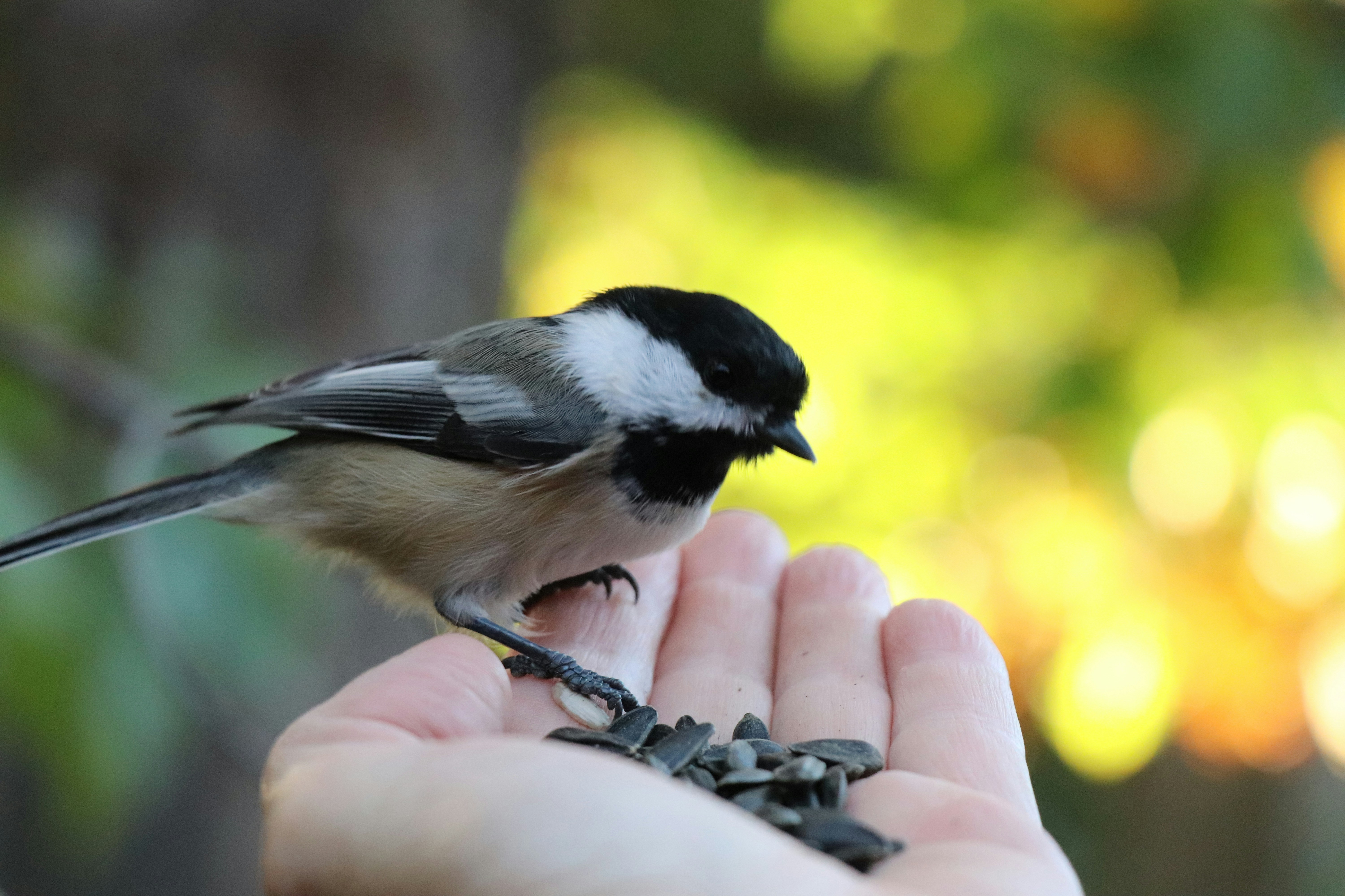 A person holding a bird in their hand photo – Free Bird Image on Unsplash