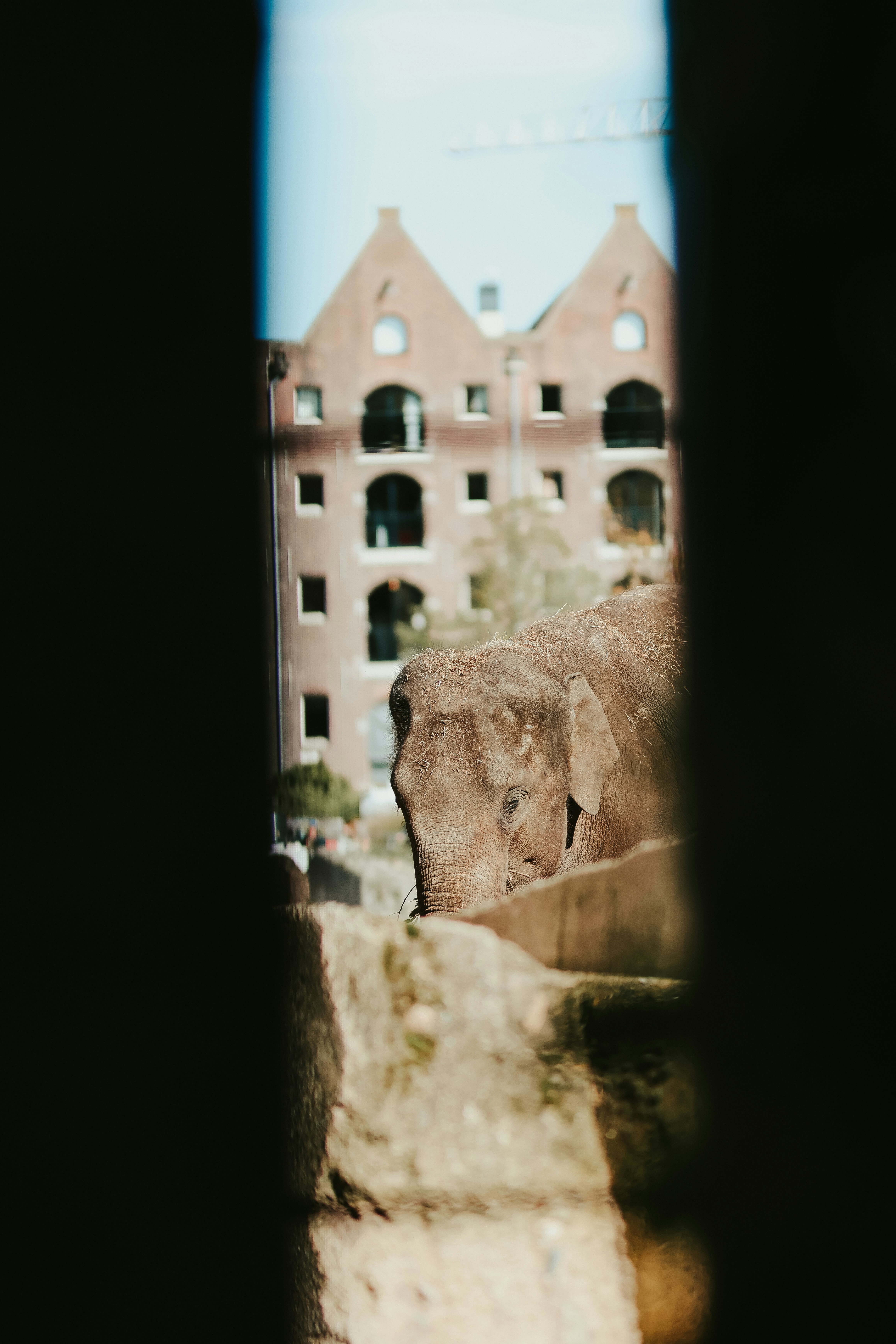 Through a Narrow Gap: Elephant at the Carved Window of an Urban Ruin