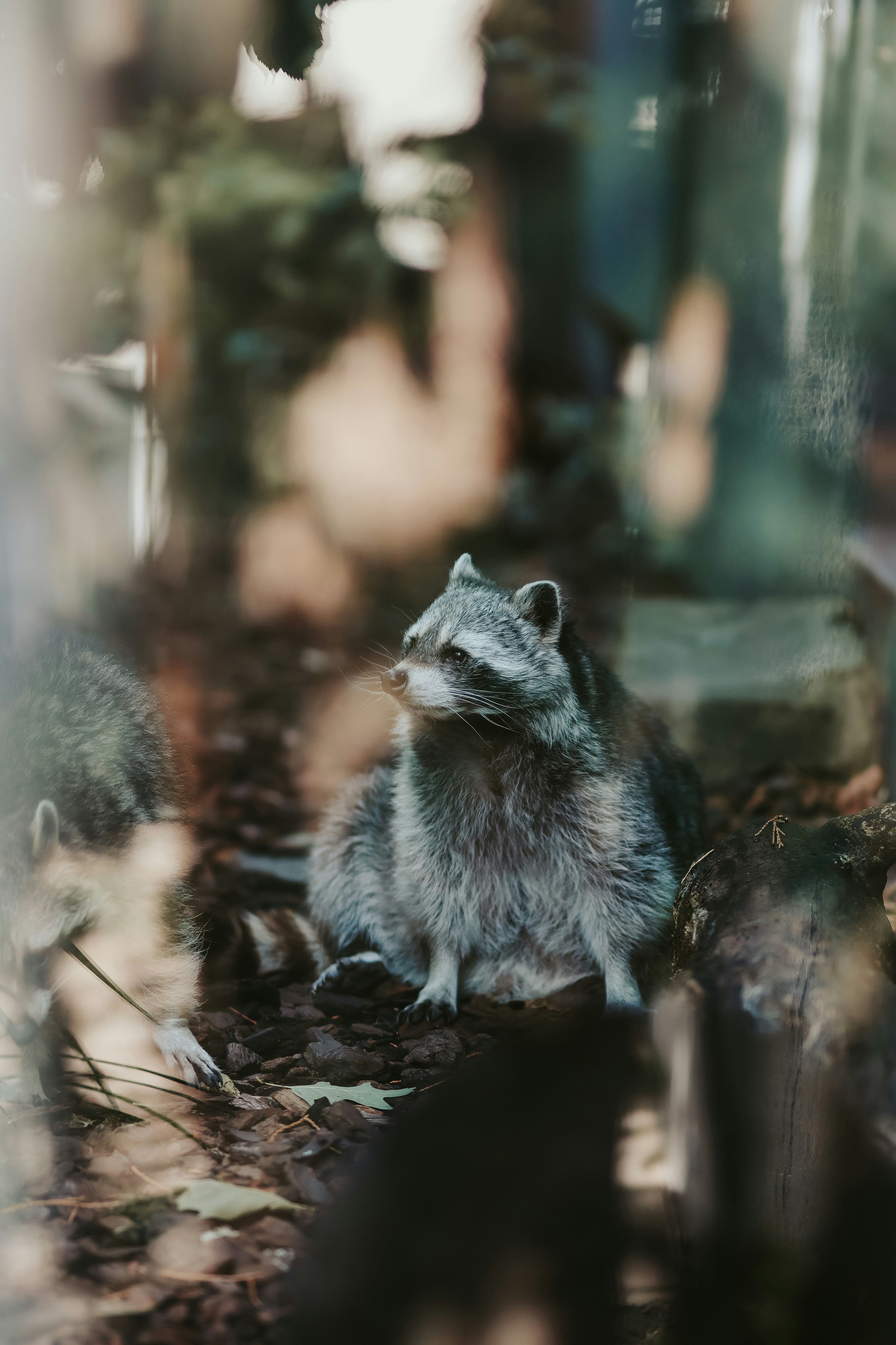 Through Glass Veil: A Curious Raccoon Pauses Among Moss