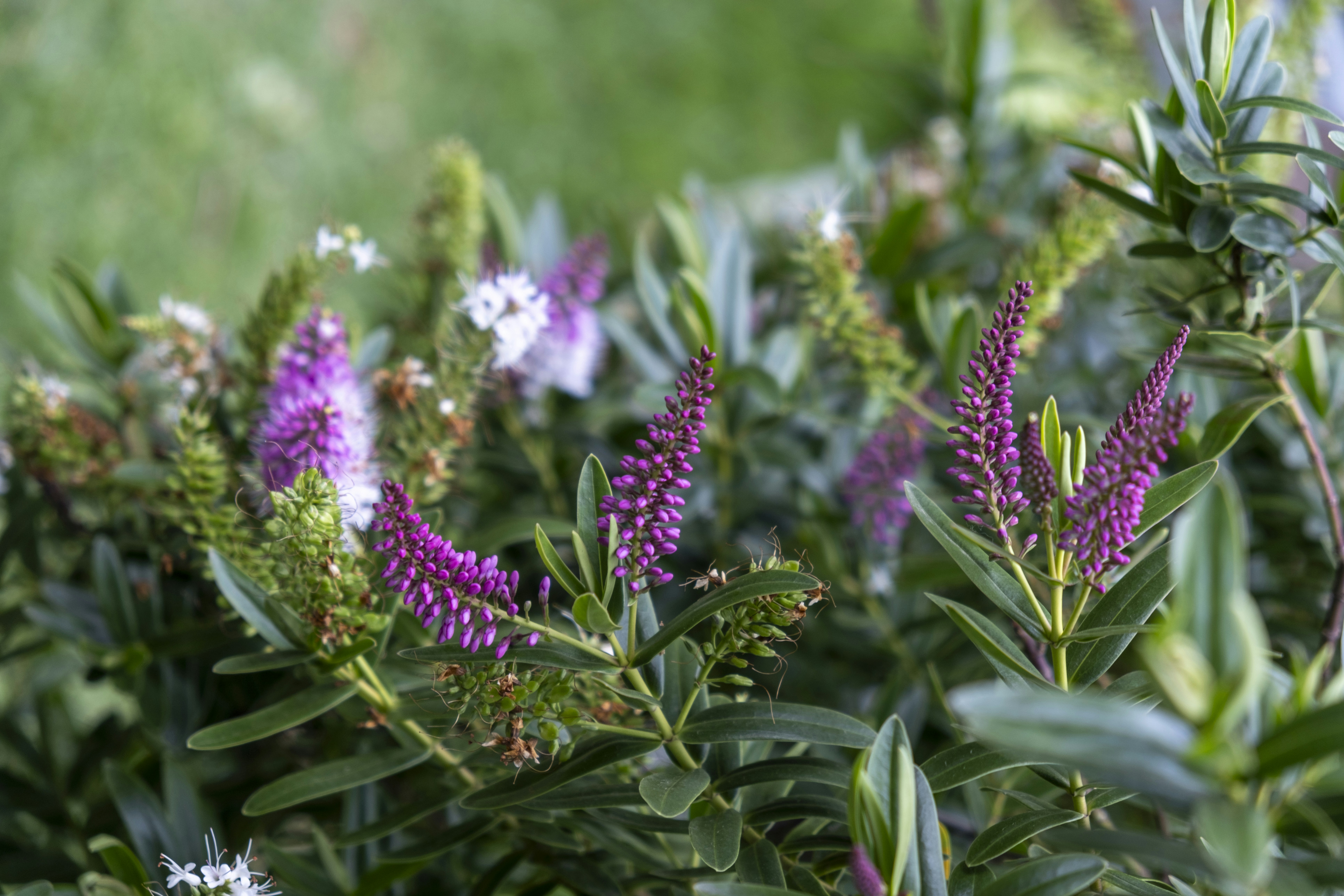 Photo by Alexander Cafarella with Fujifilm X-H2