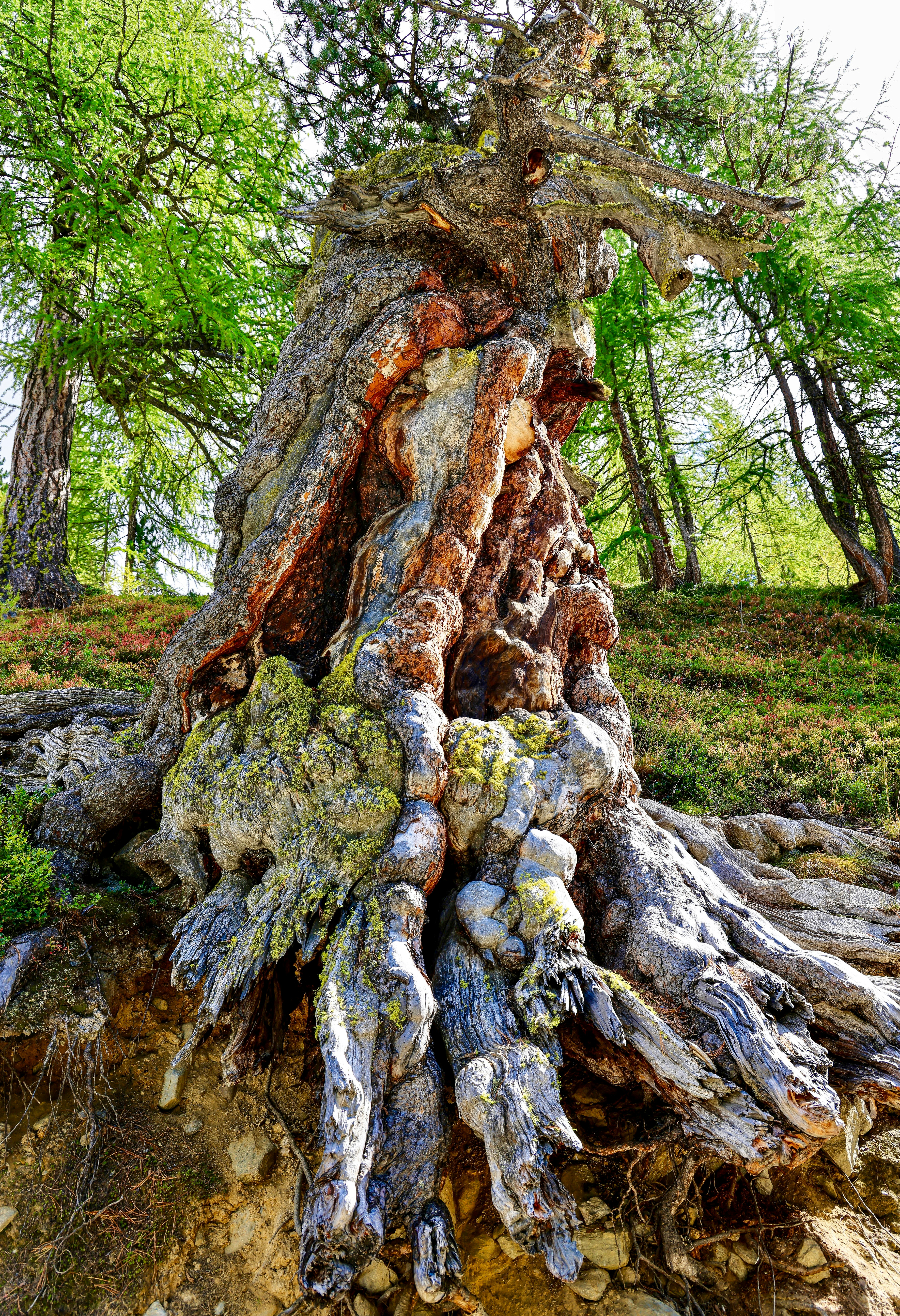 Gnarled Root Cathedral: Sunlit Pines Embrace an Ancient Trunk