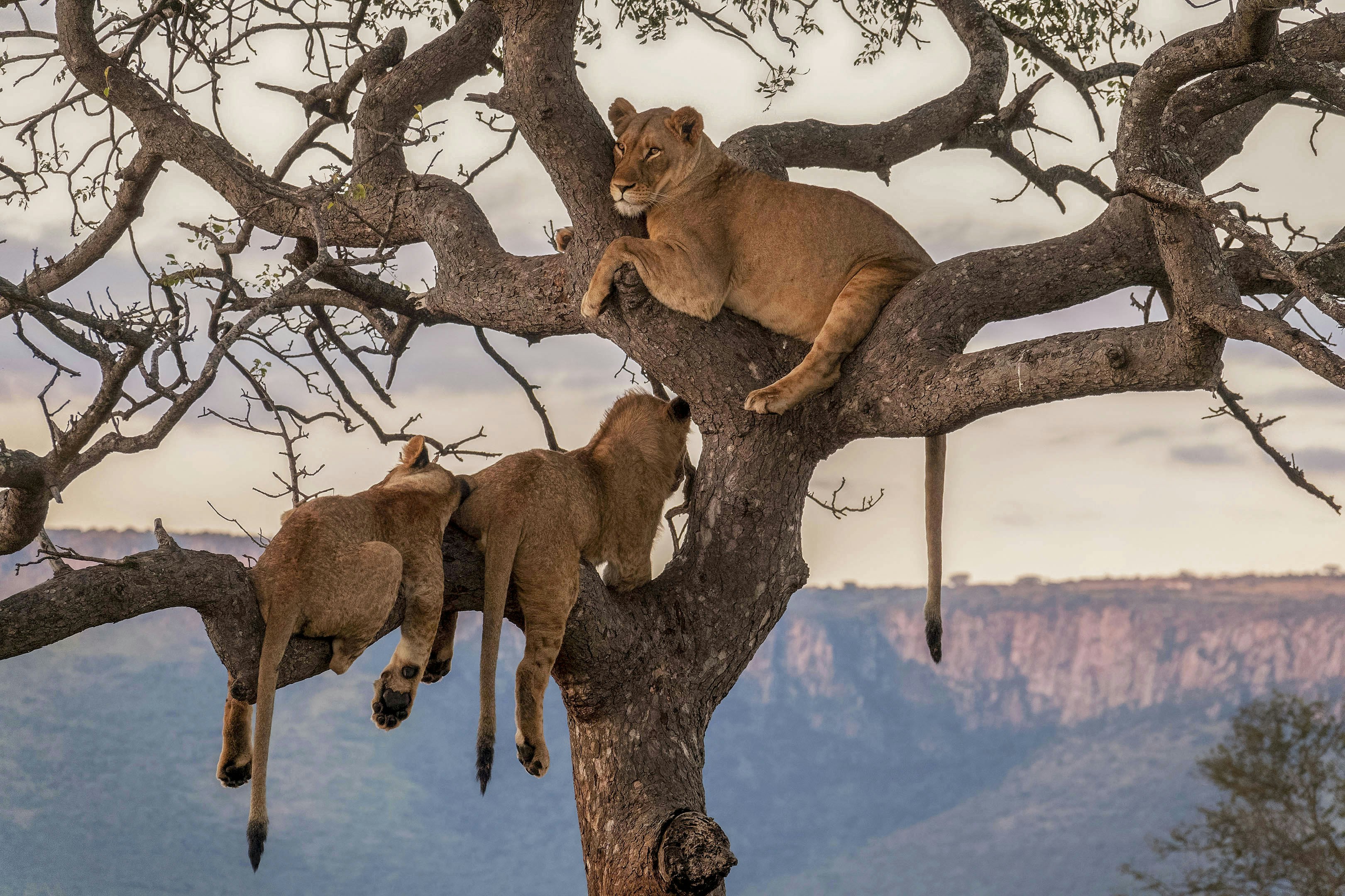 A group of lions sitting on top of a tree photo – Free Wildlife Image ...