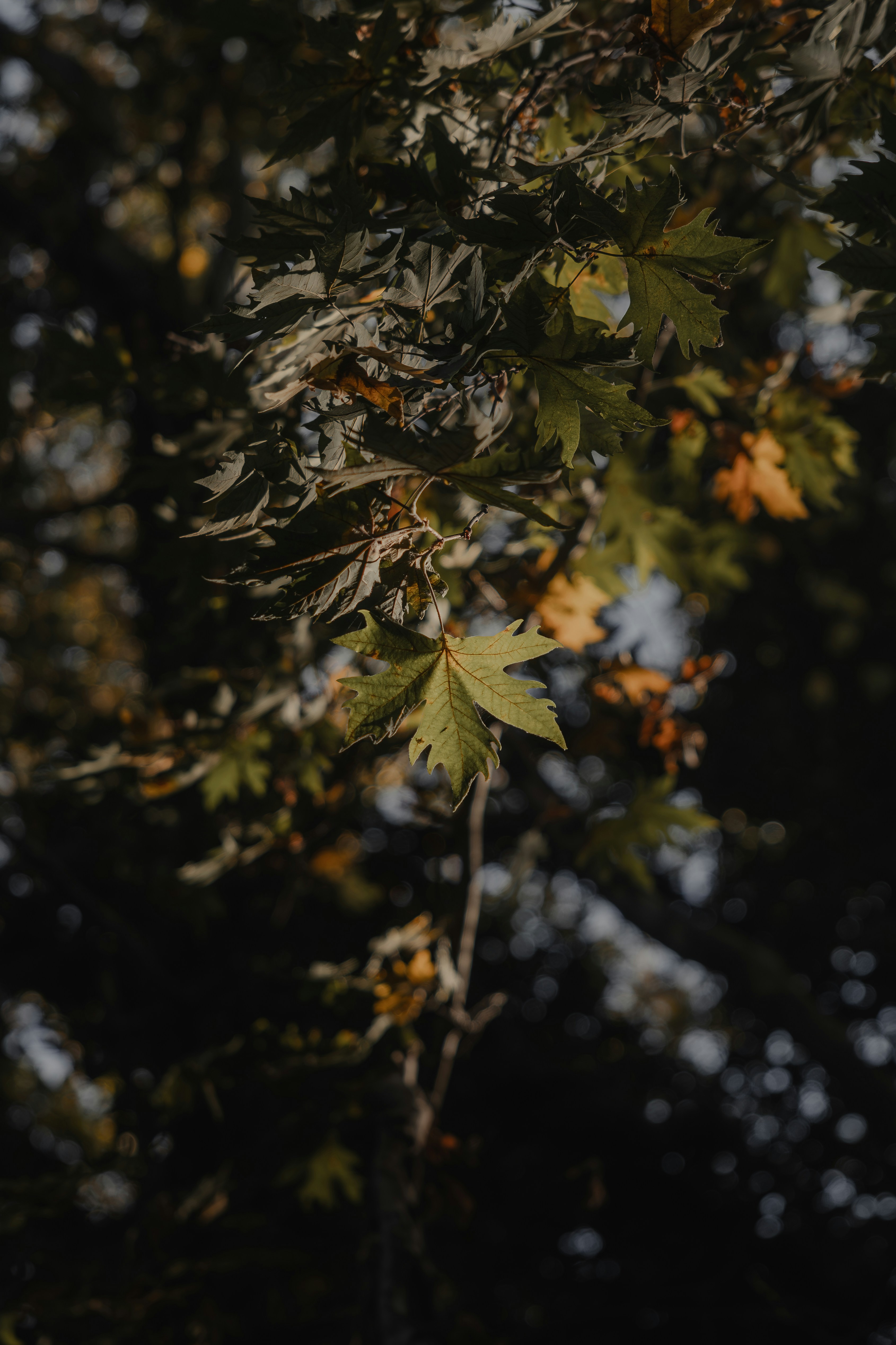 A close up of a leaf on a tree photo – Free Greece Image on Unsplash