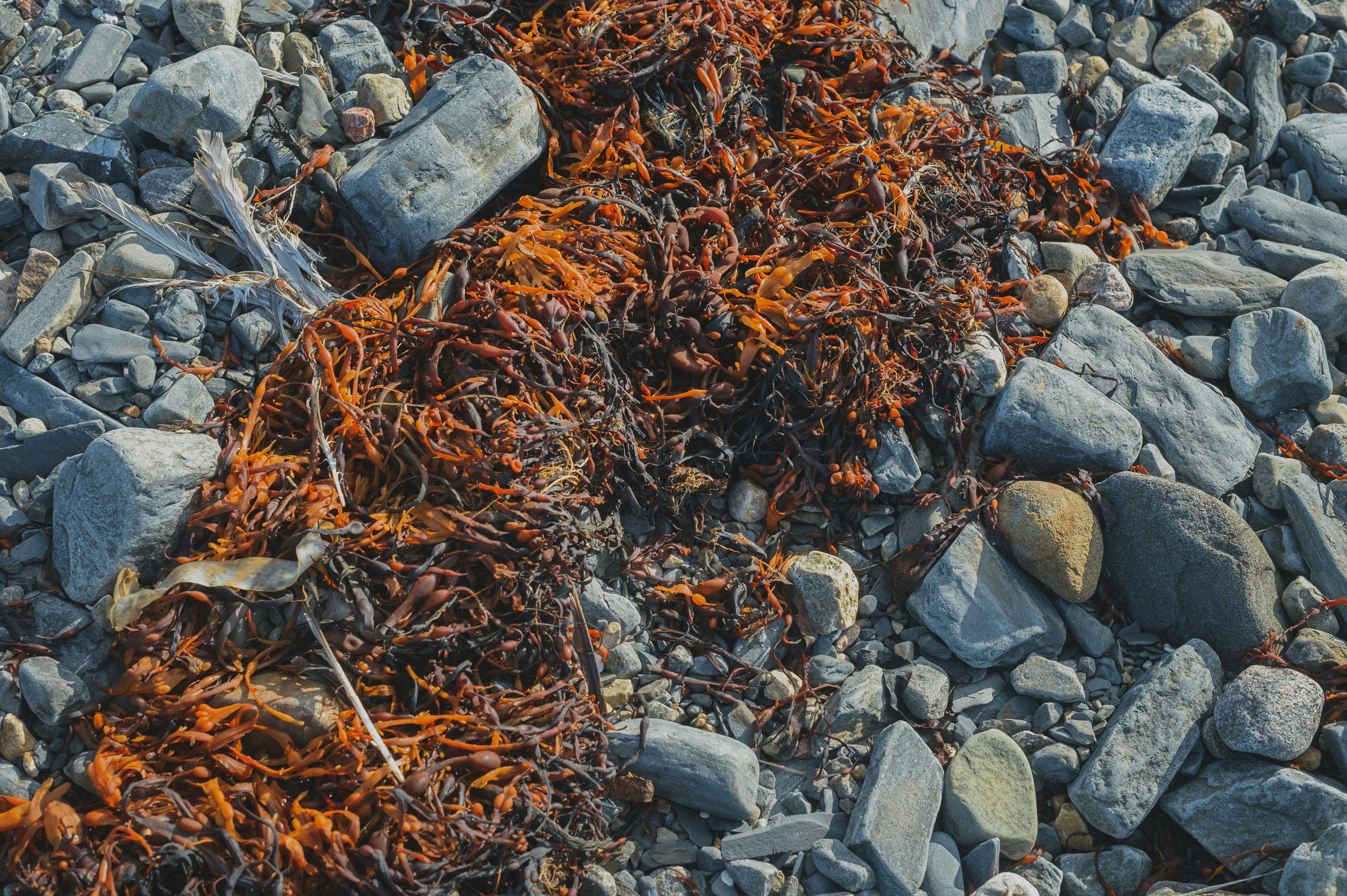 A pile of rocks with orange moss growing out of them photo – Free ...