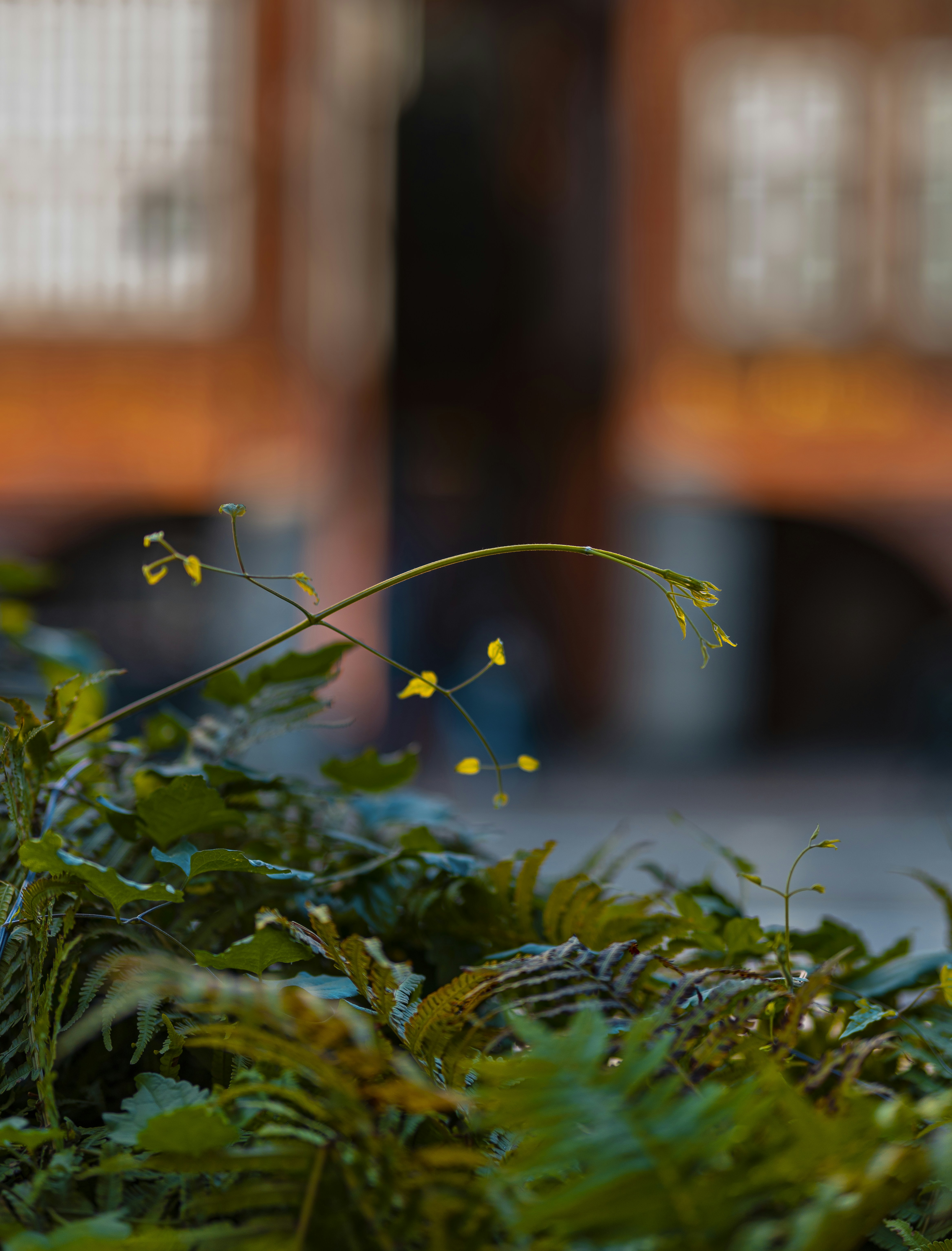 Tender tendrils reach toward a sunlit doorway