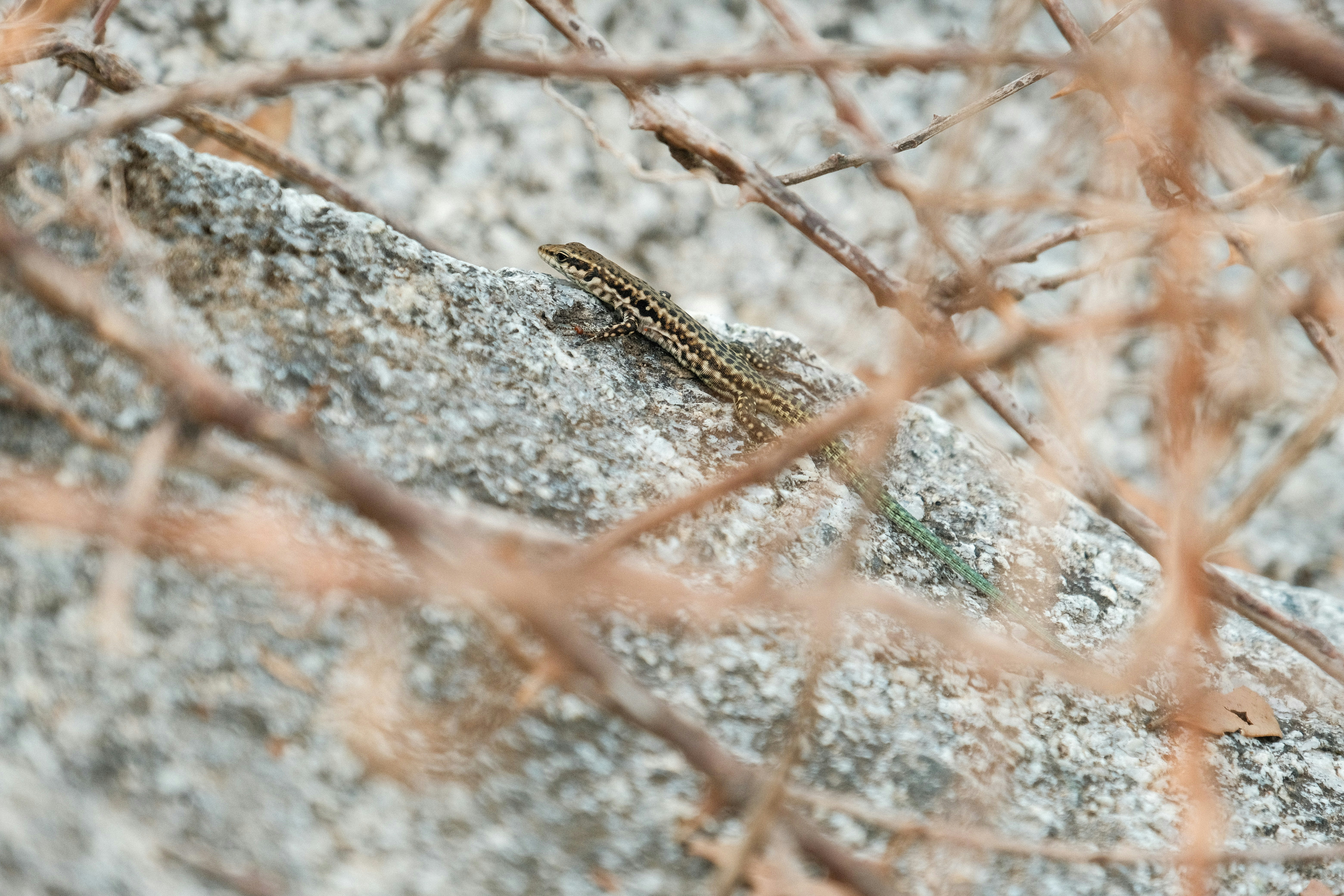 Lizard resting on a textured rock amidst dry branches.