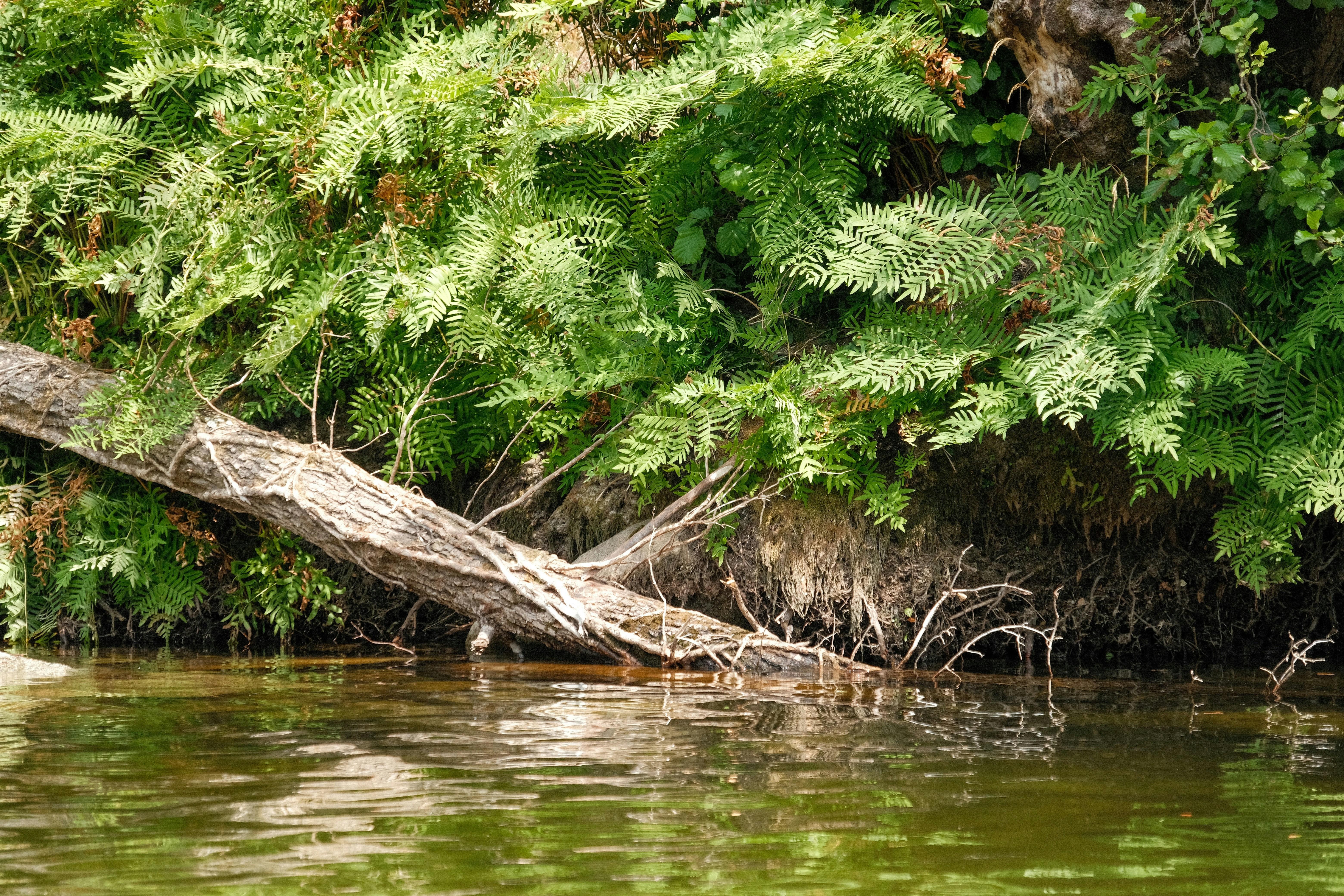 A fallen tree in the middle of a river photo – Free Vico Image on Unsplash