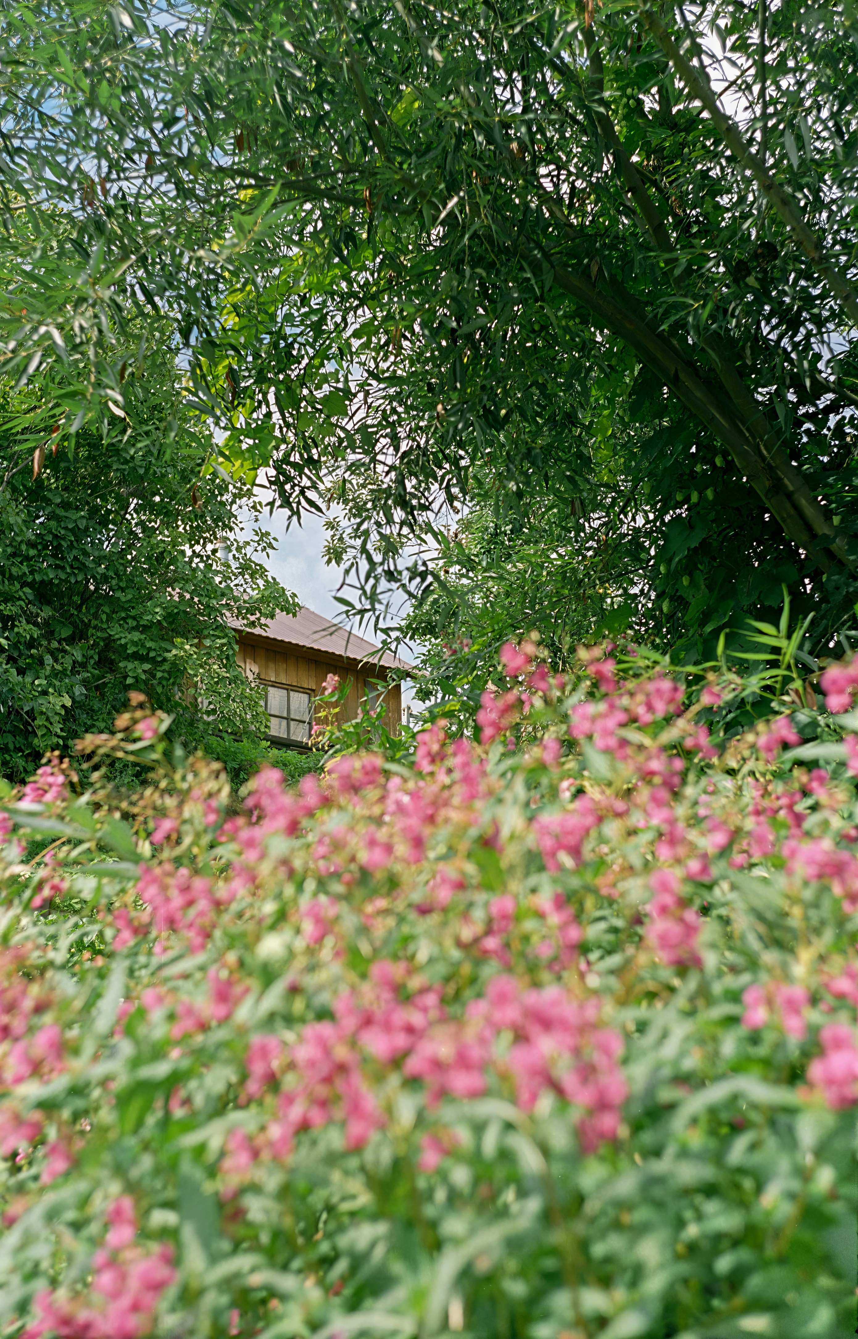 Overhanging Garden Frame: Pink Flox Blossoms and a Windowed House Peeking Through