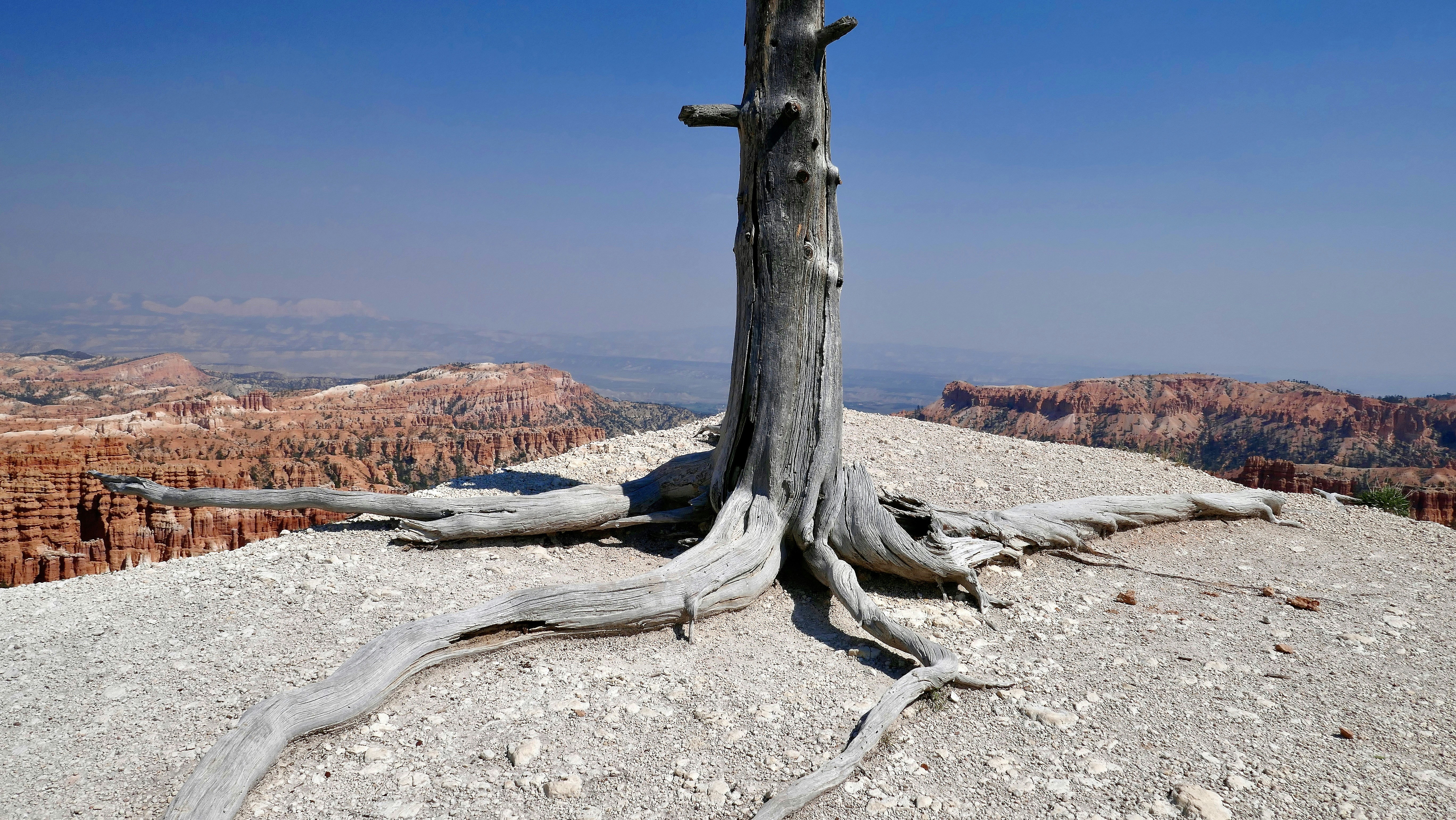 A gnarled tree stands solitary at the edge of a rocky plateau, its roots sprawling across the barren landscape, symbolizing endurance against the elements.