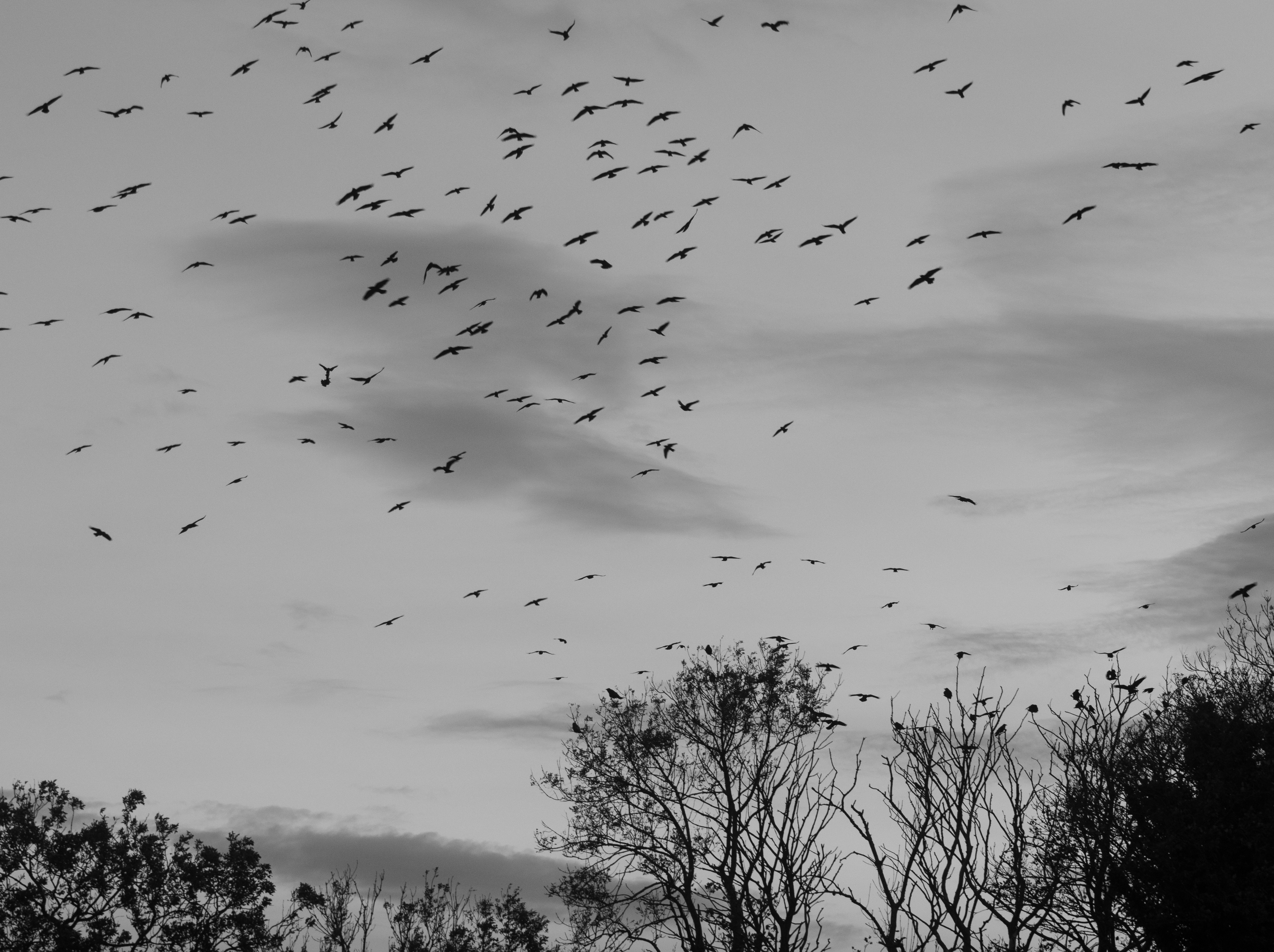 A flock of birds flying over a forest photo – Free Rigg or cruggleton ...