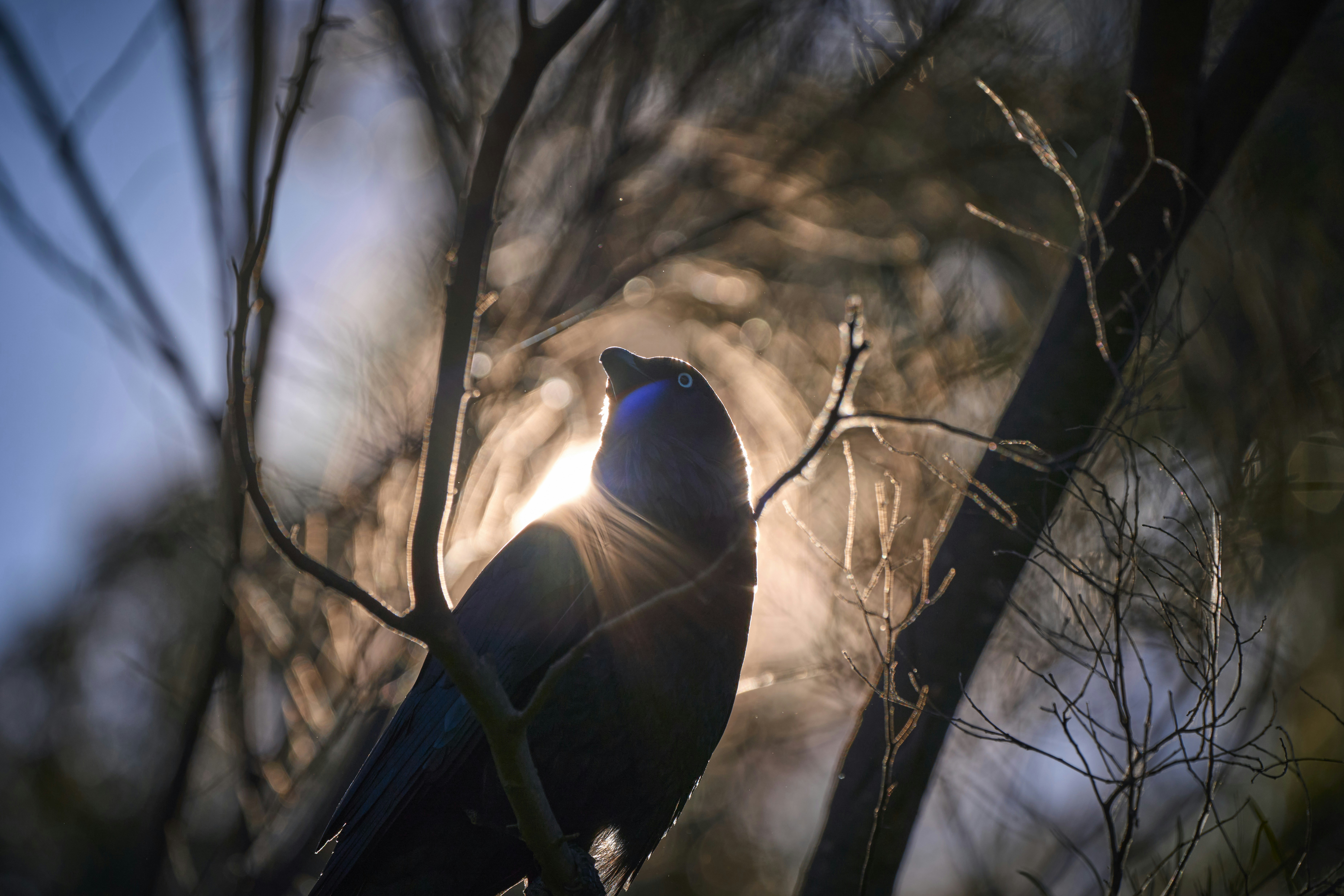Backlit Blue Nook: Bird Silhouette with Sun Halo in a Winter Thicket