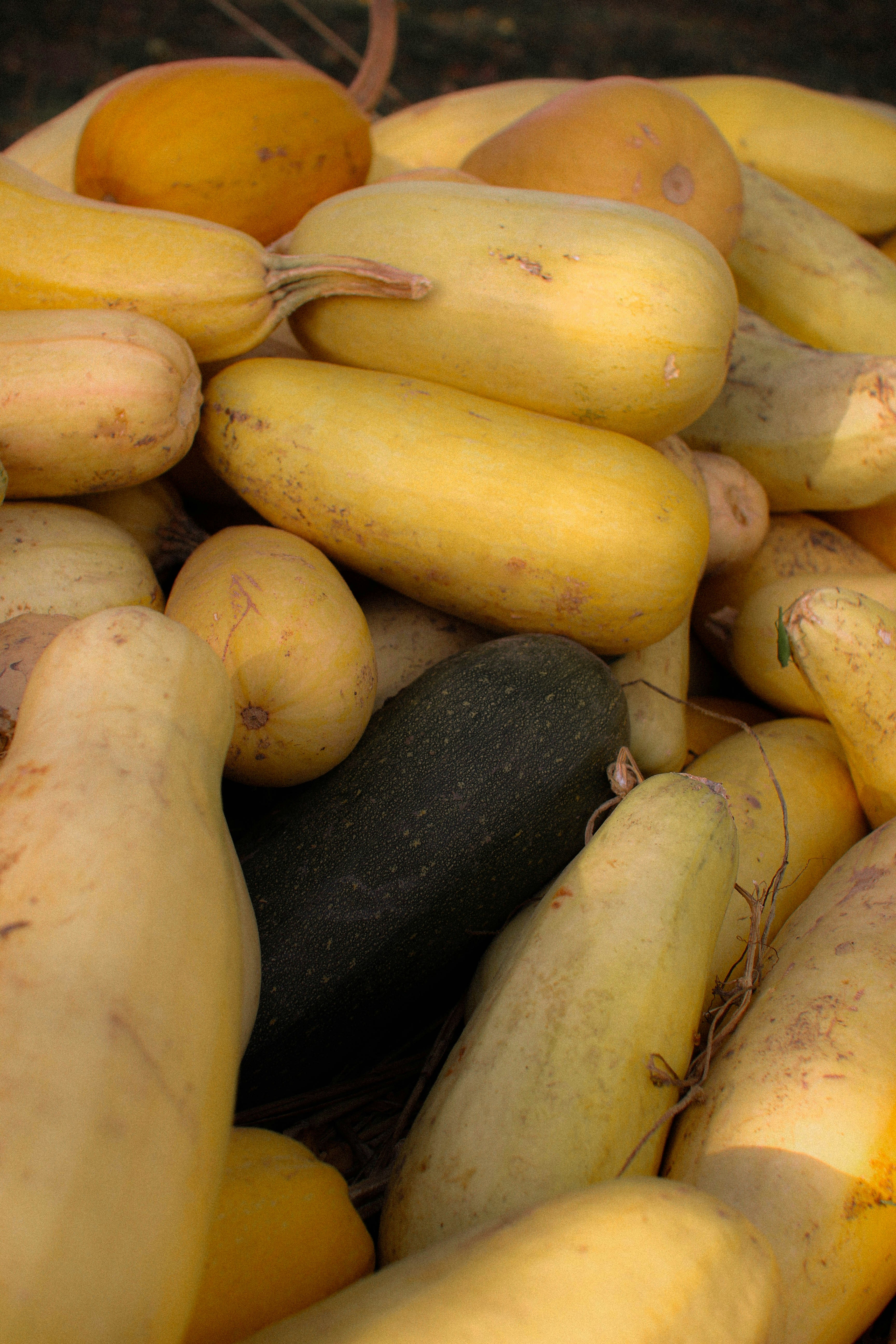 A large pile of yellow and black squash photo – Free Ukraine Image on ...