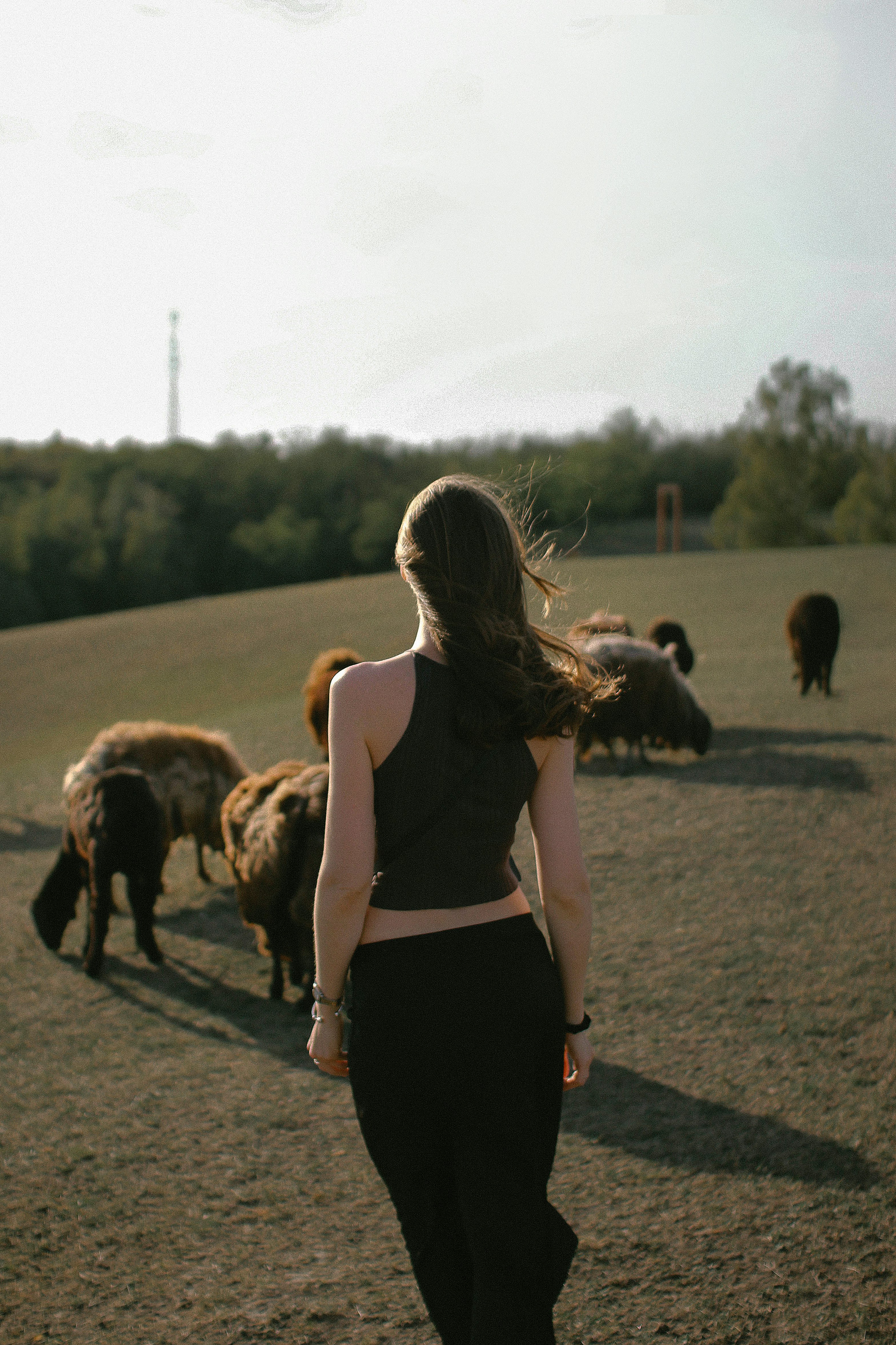 Quiet Herd, Moving Horizon: Woman in Black Among Sheep
