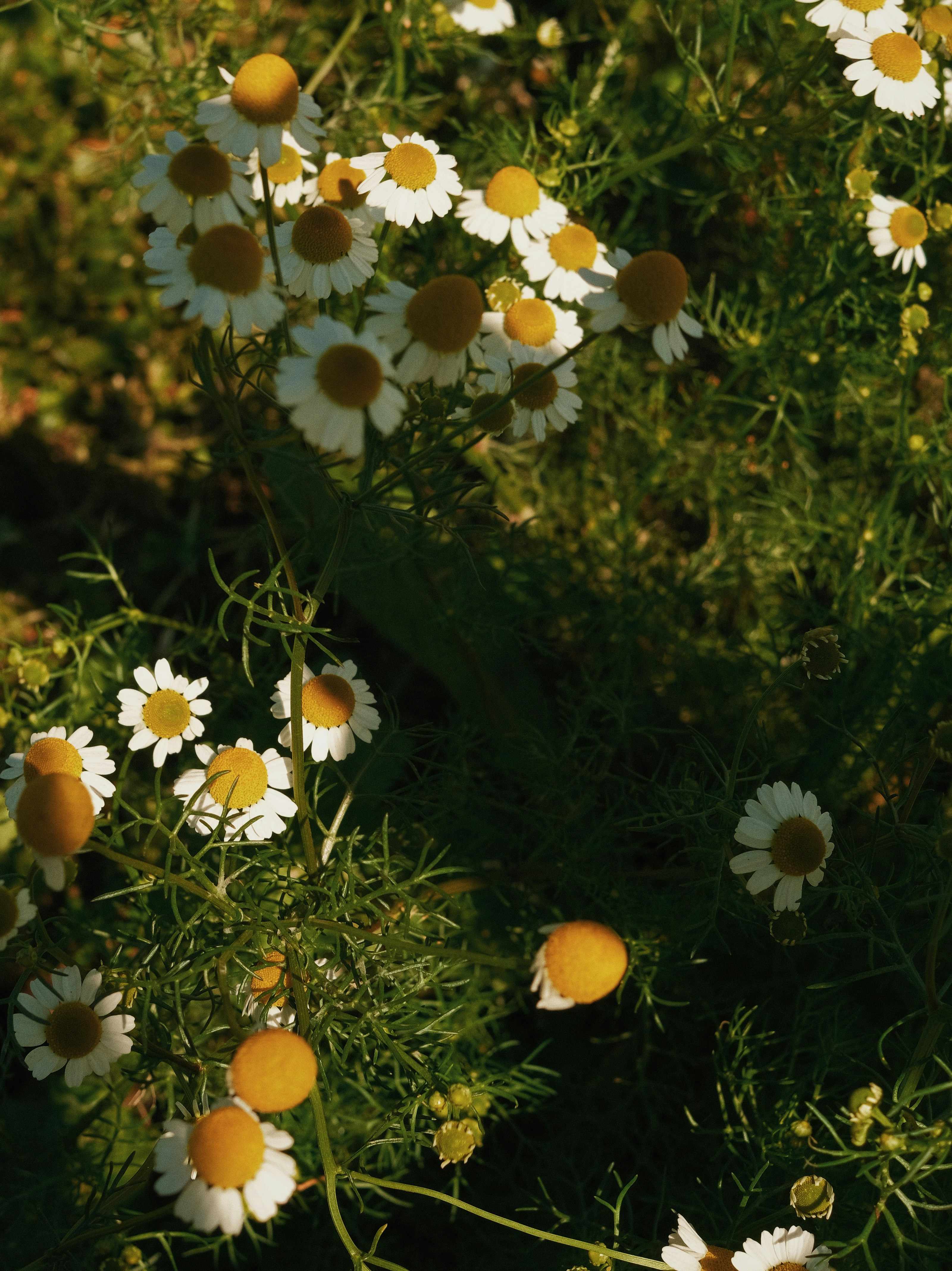 Sunlit Daisy Mosaic: Quiet Meadow in Bloom