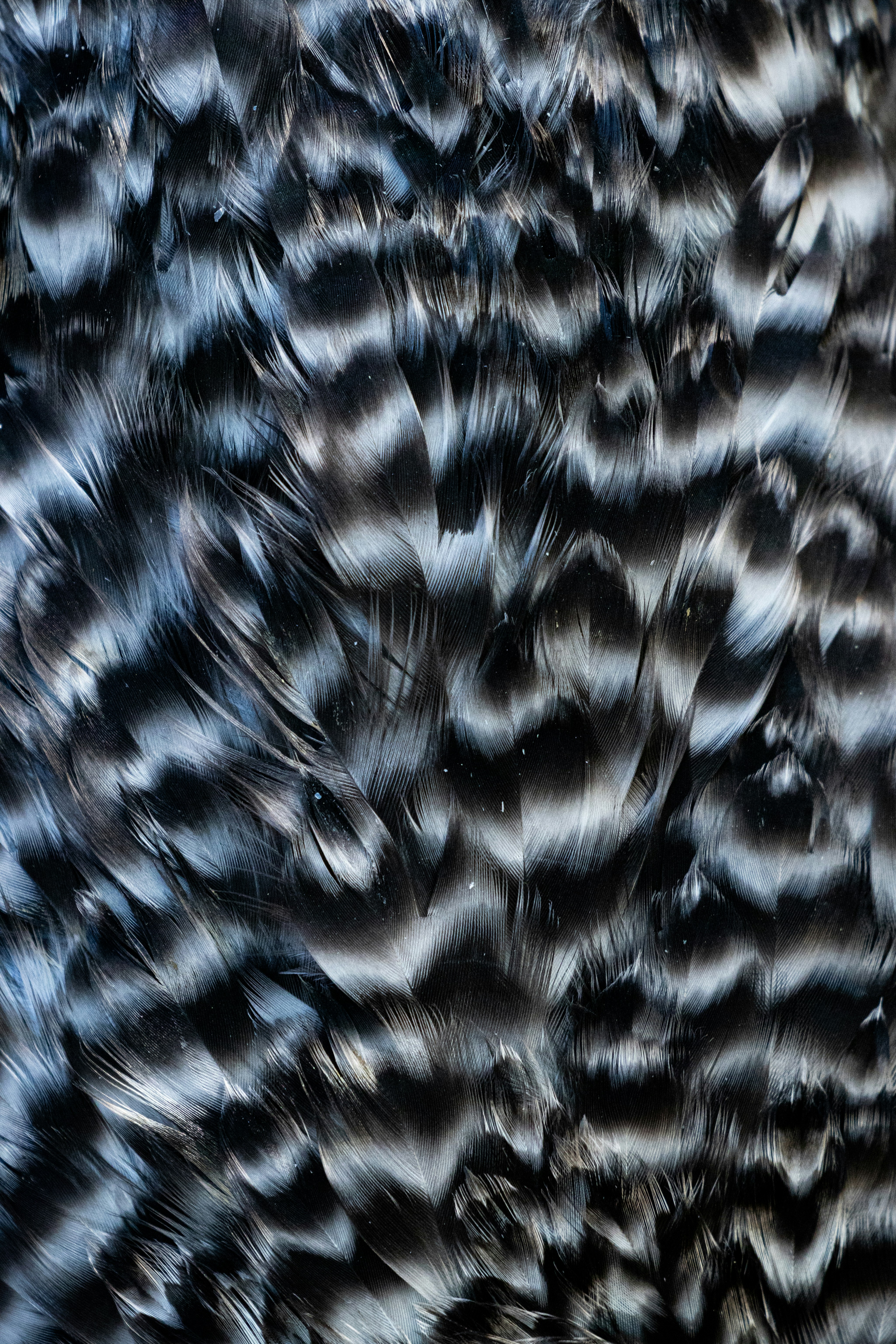 A close up of a bird's feathers patternBrandon Stoll
