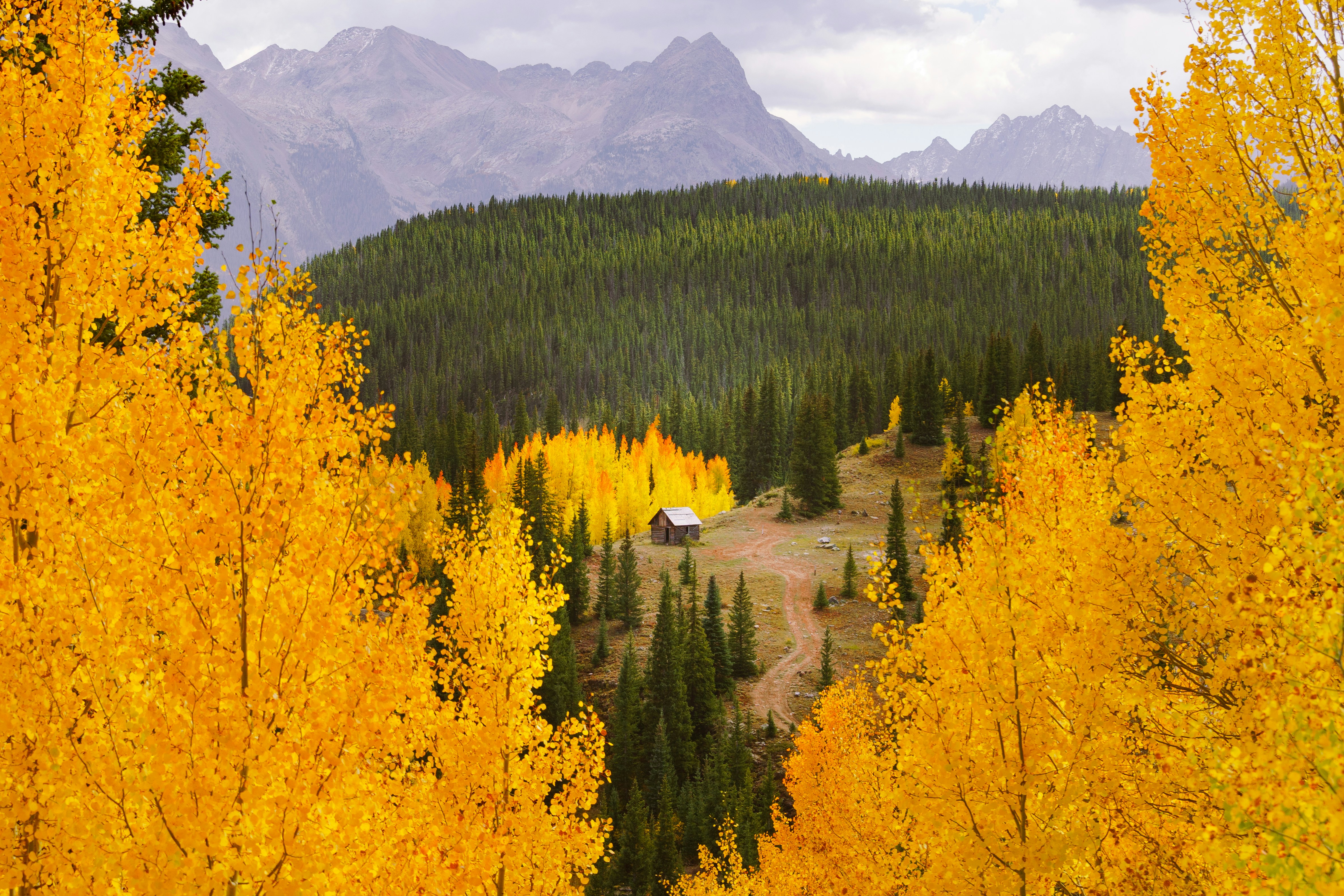 A forest filled with lots of yellow trees photo – Free Nature Image on ...