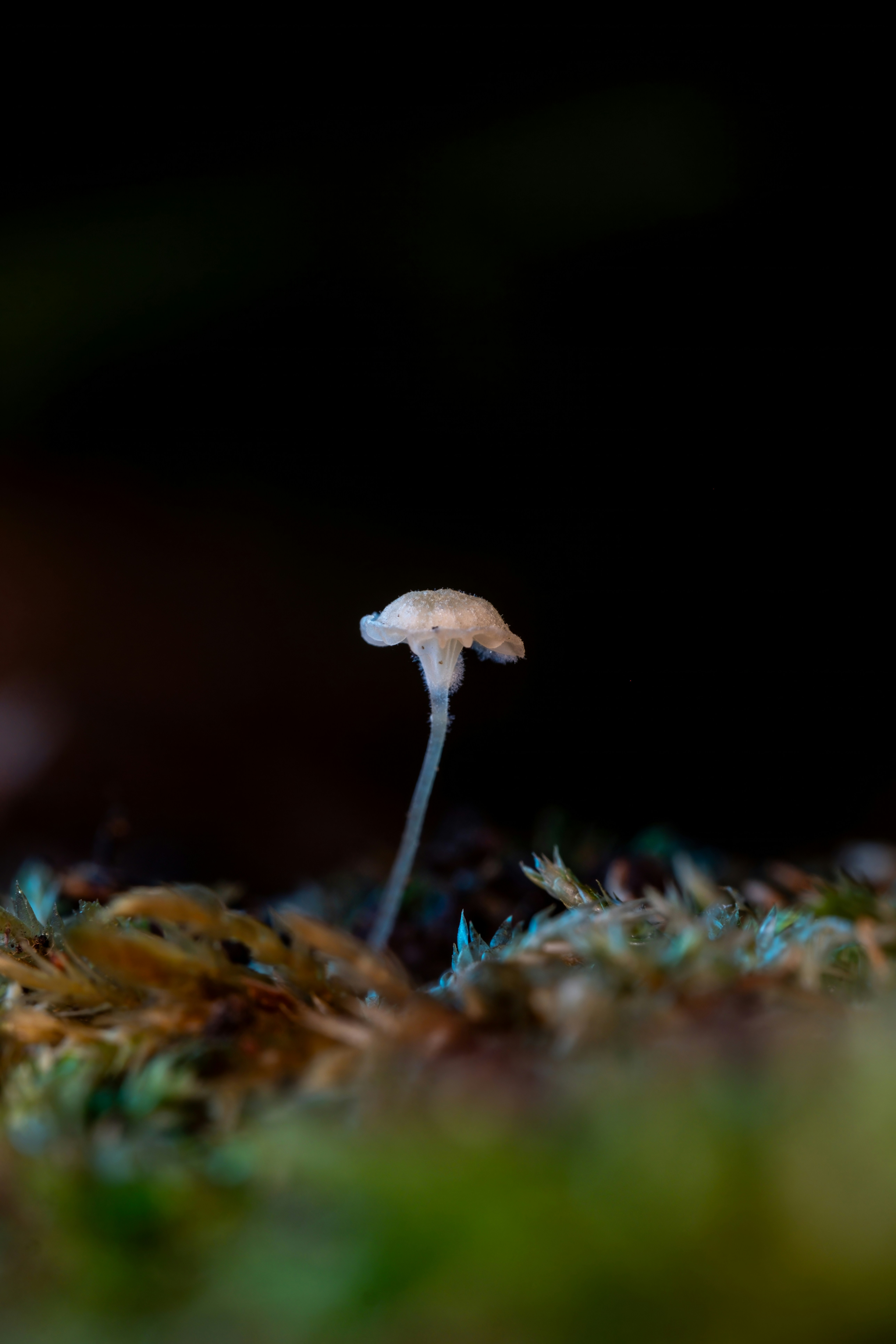 Lone White Mushroom Reaching Through Moss in Velvet Darkness