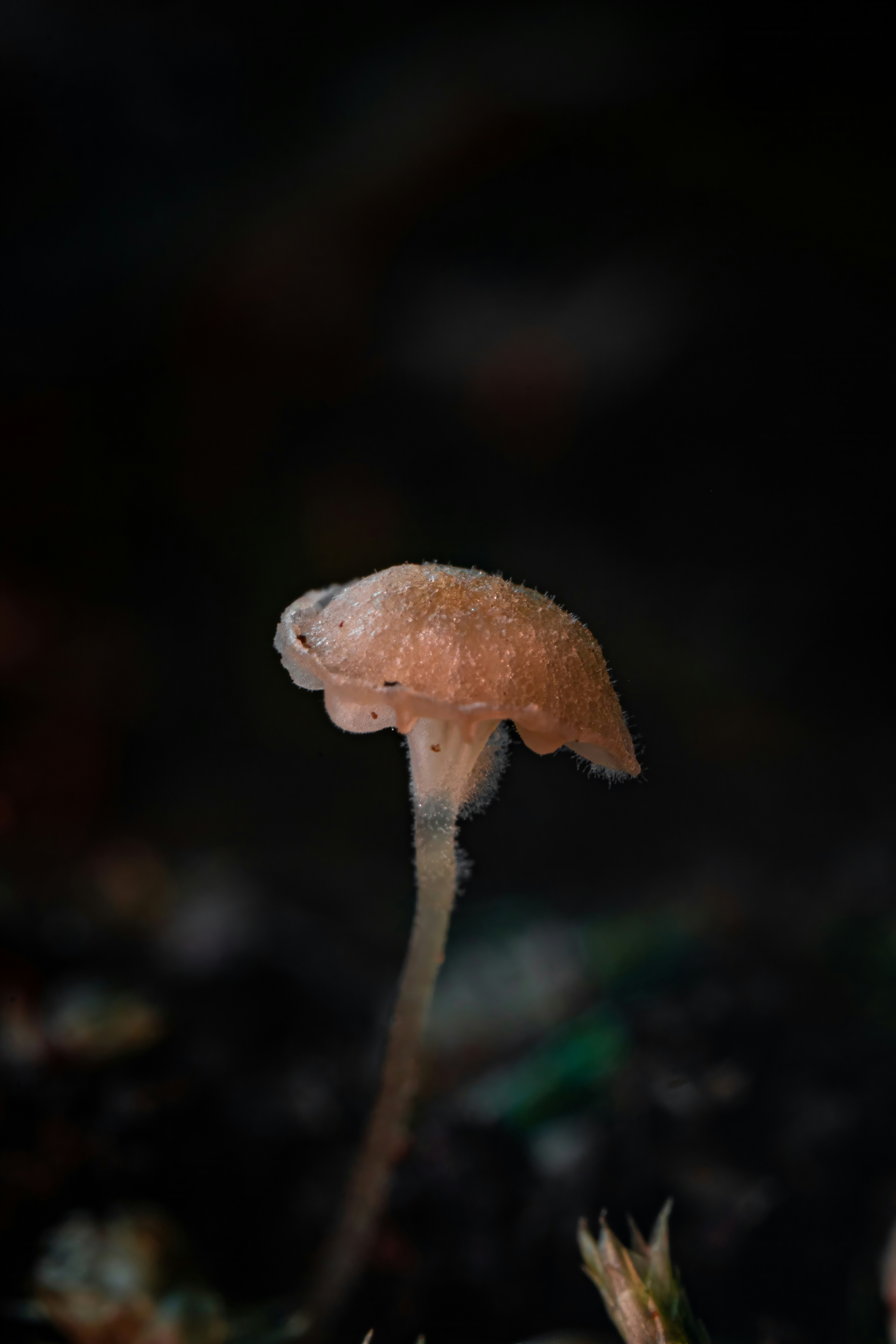 Dew-Kissed Mushroom Beneath Velvet Darkness
