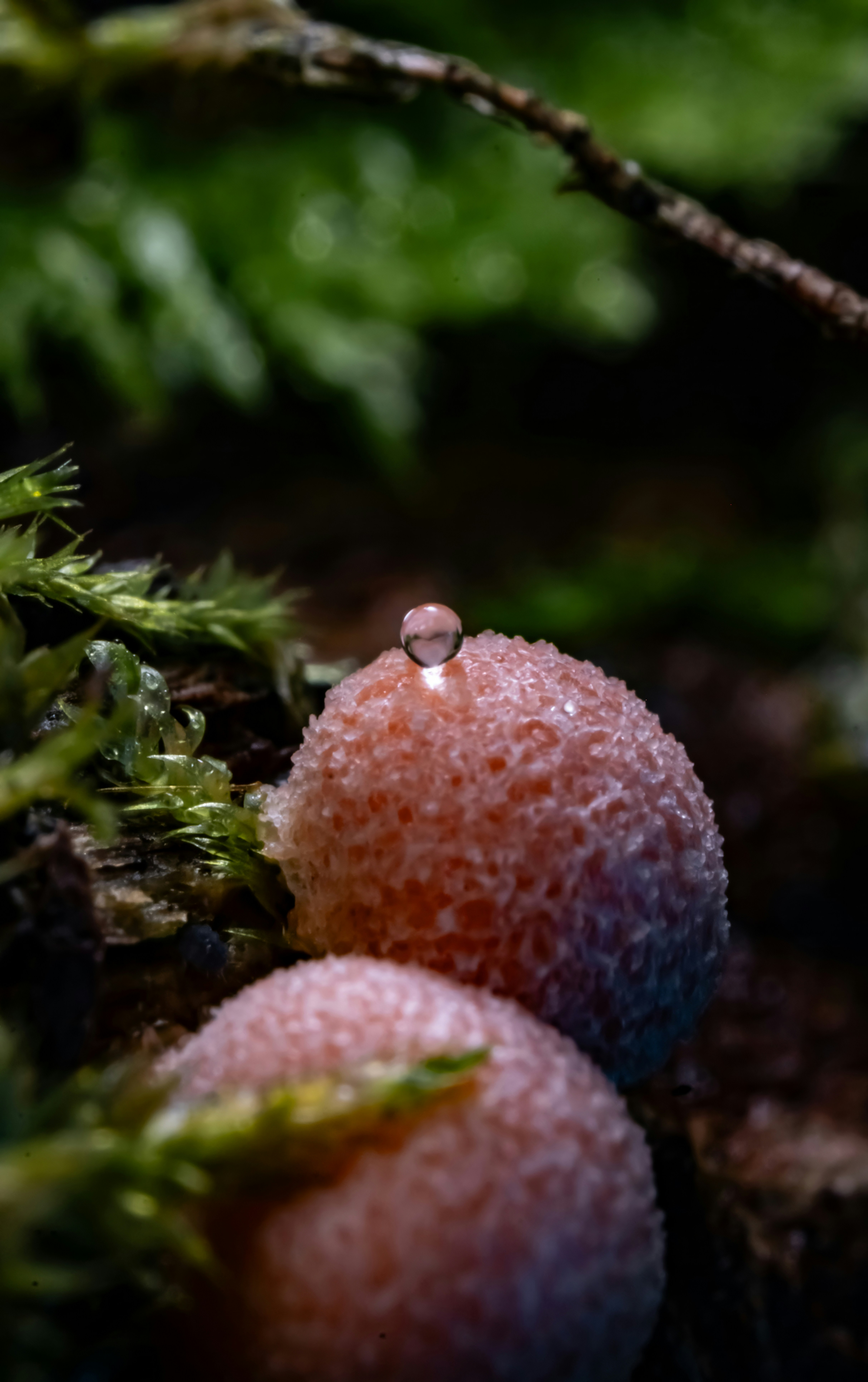 Water Droplet Crowned Pink Mushrooms in Deep Green Understory