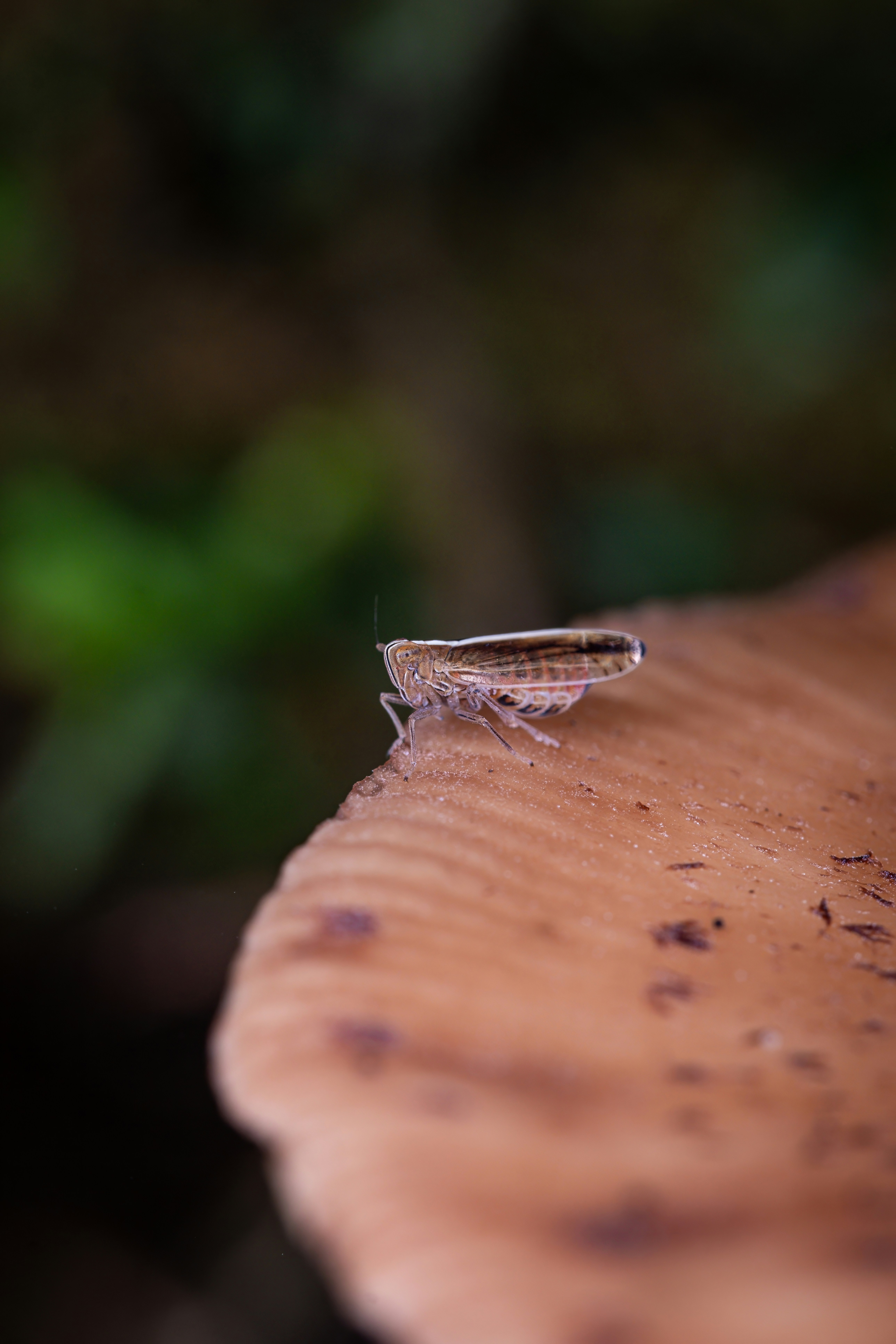 Edge of Quiet Wood: A Tiny Moth Perches on Weathered Surface