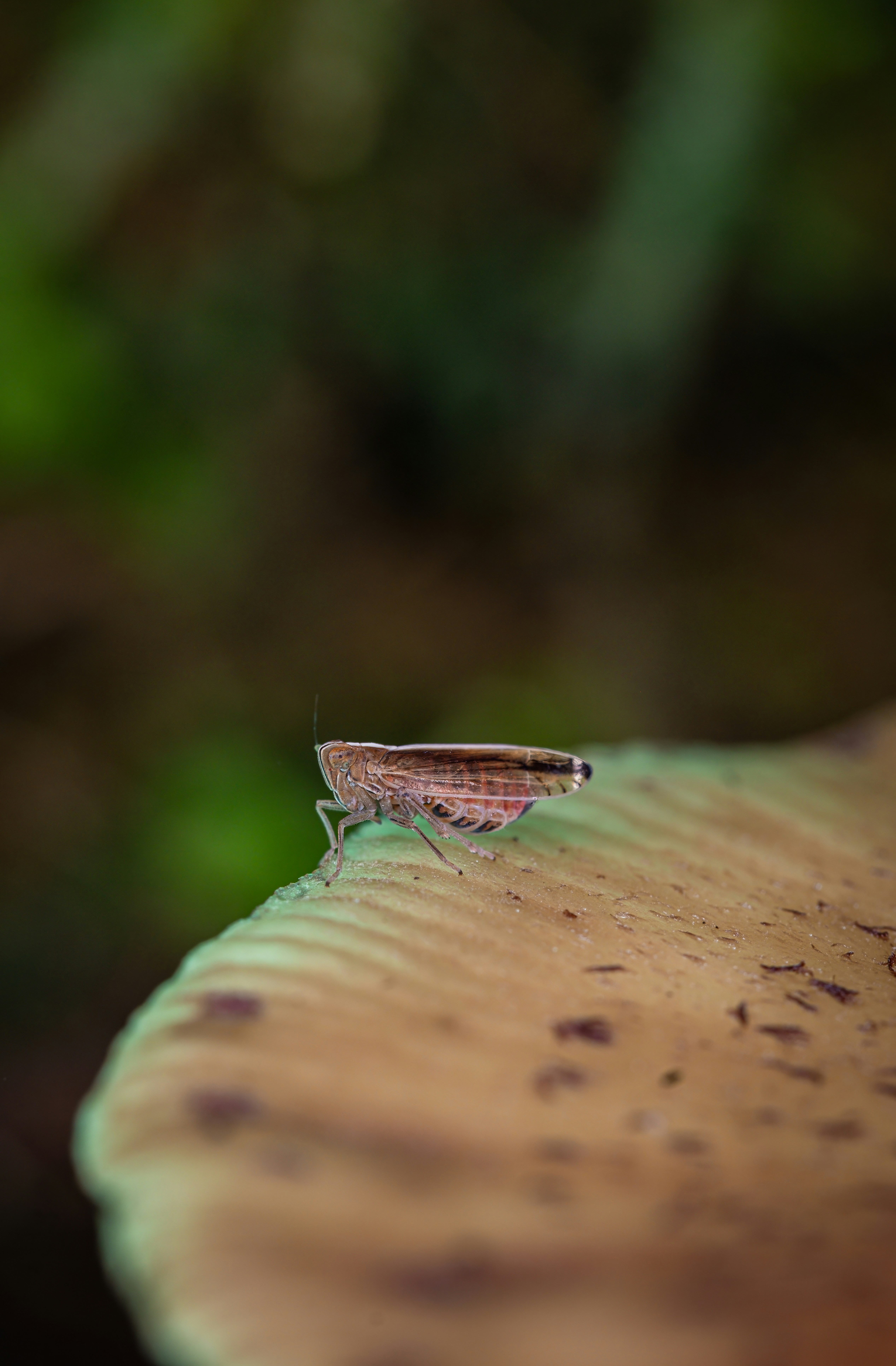 Micro Adventure: A Tiny Hopper Perched on a Curved Log