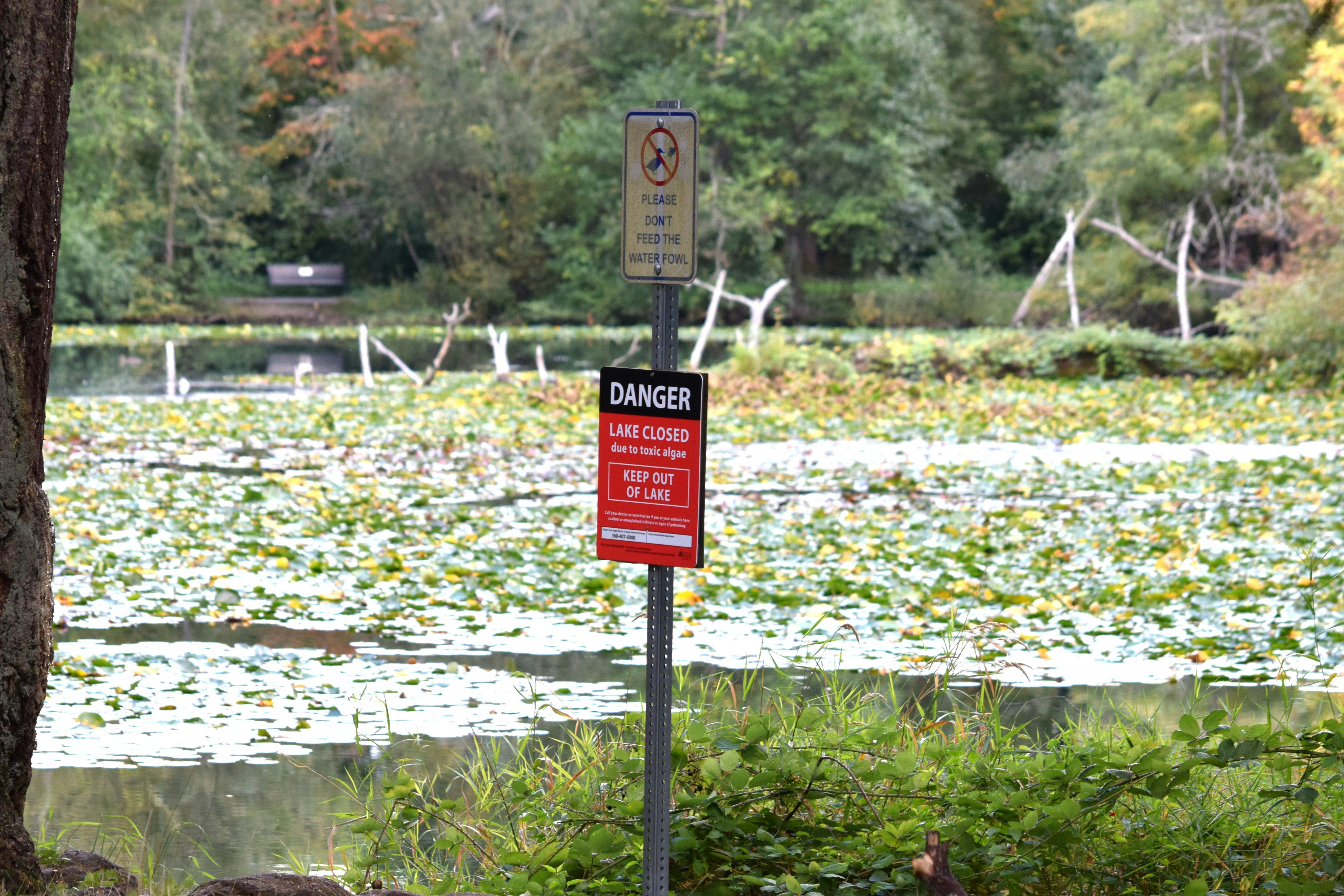 Sentinel by the Lily-Pad Lake: A Quiet Warning at Water's Edge