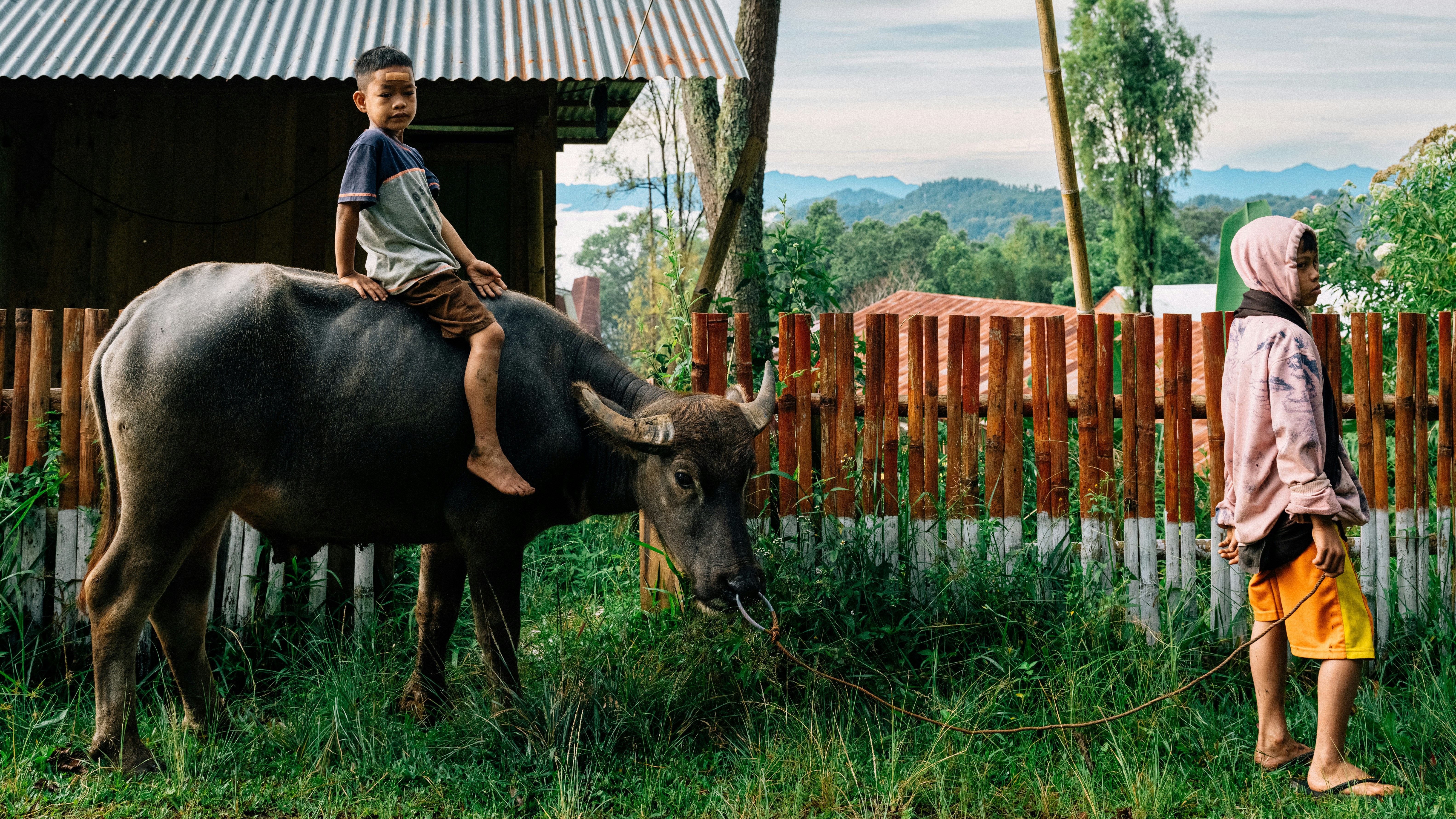 A boy riding on the back of a cow photo – Free Toraja utara Image on ...