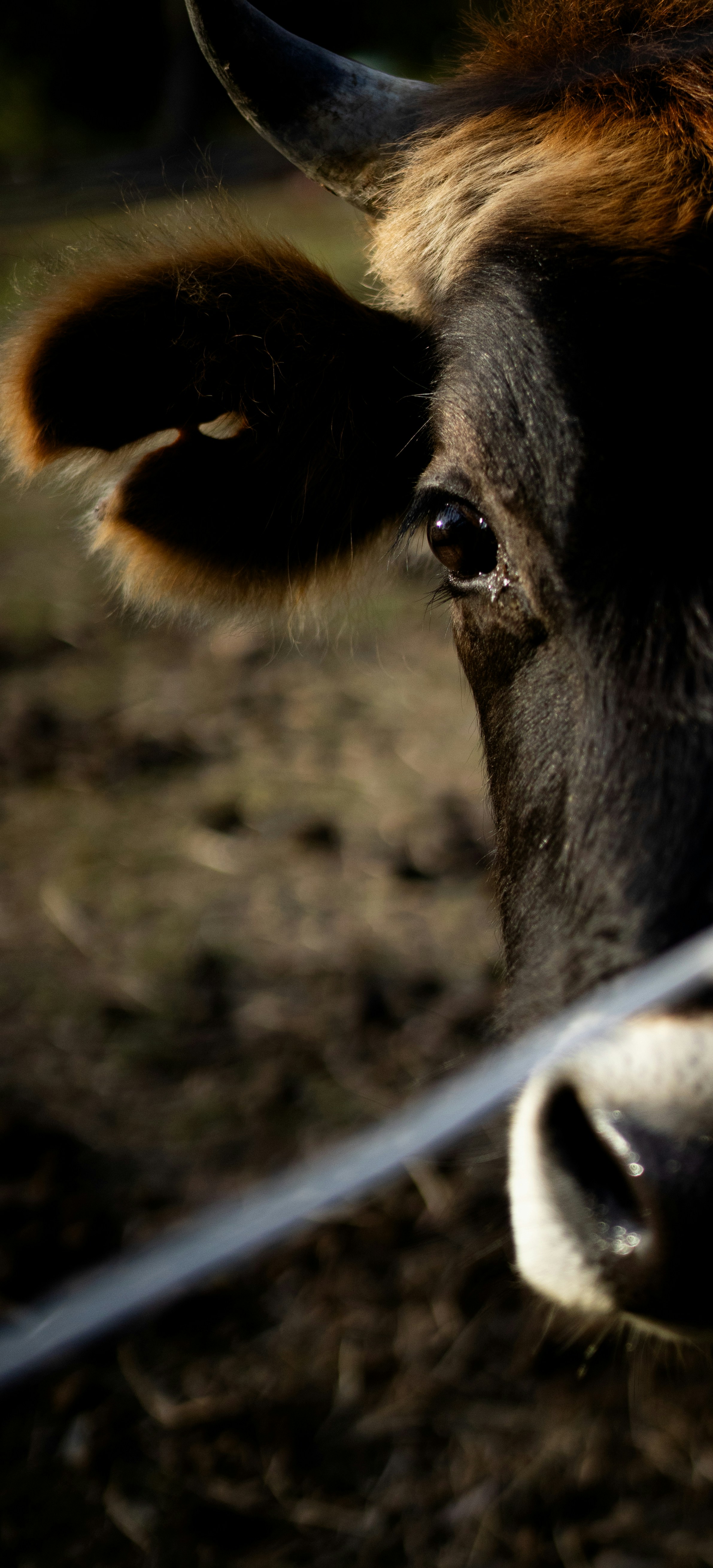 Cow Eye vs. Human Eye - What's the Difference? | This vs. That