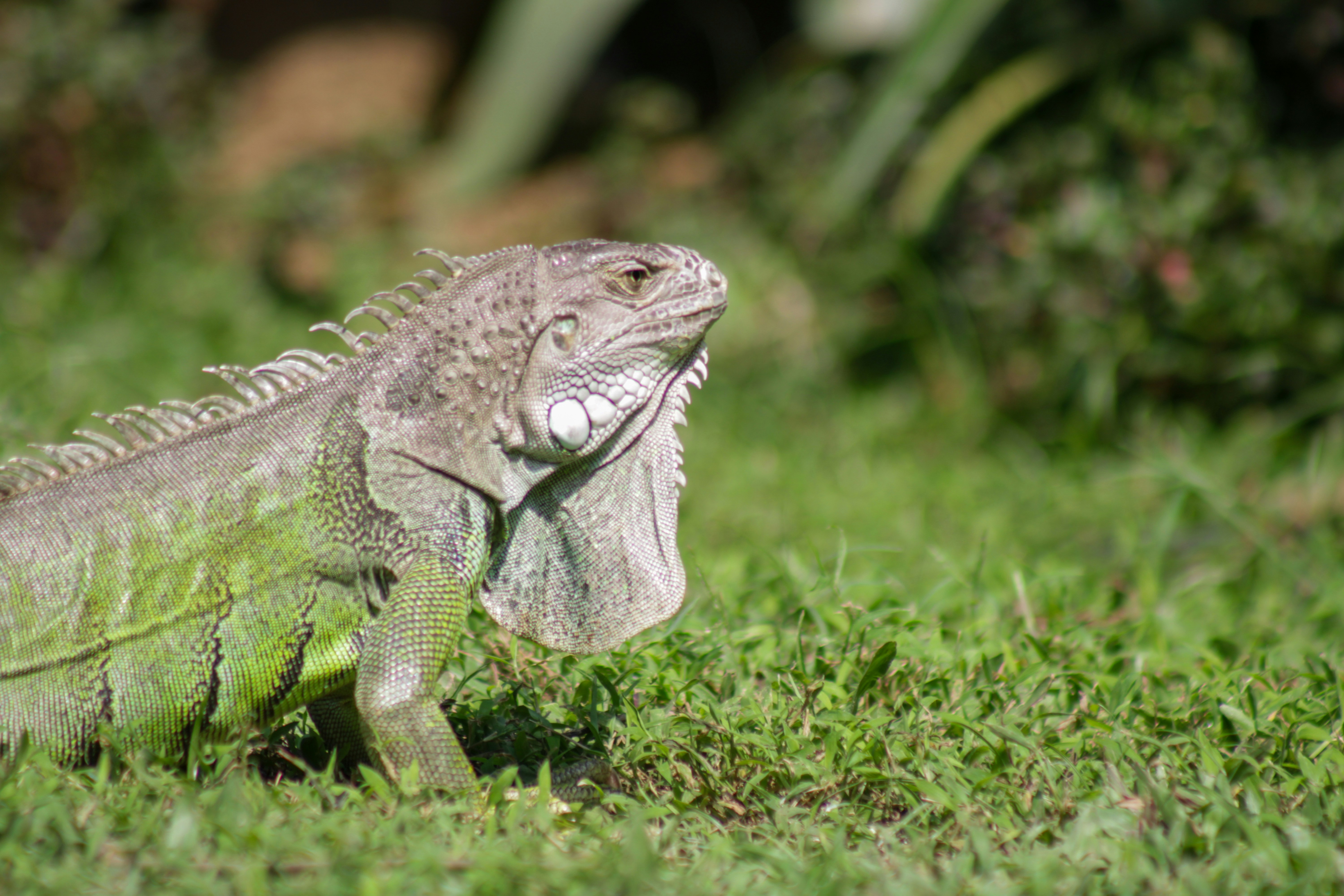 Sunlit Iguana: Close-Up of Textured Scales in a Grass Patch