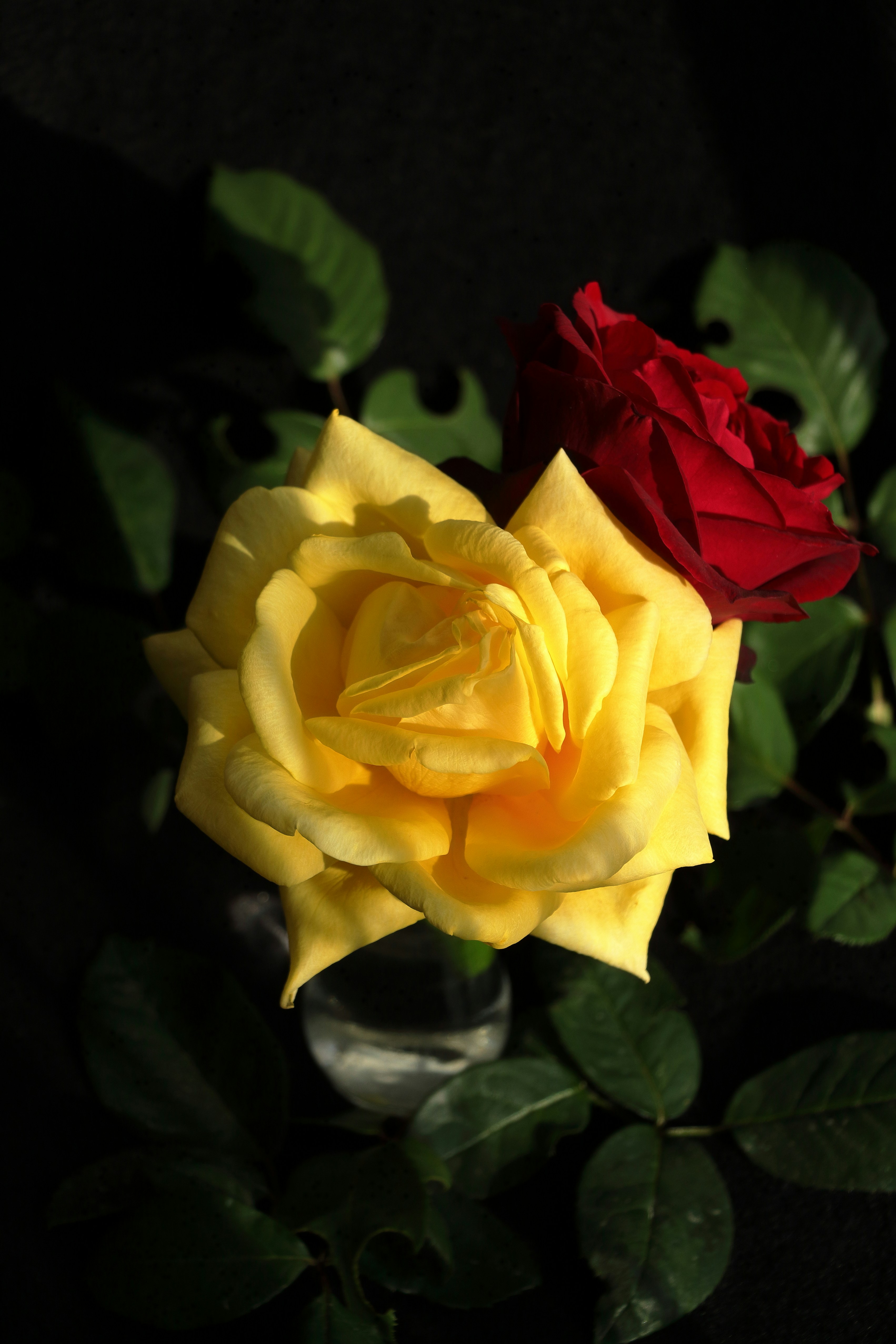 A couple of roses that are in a vase photo – Free Rose flower Image on ...