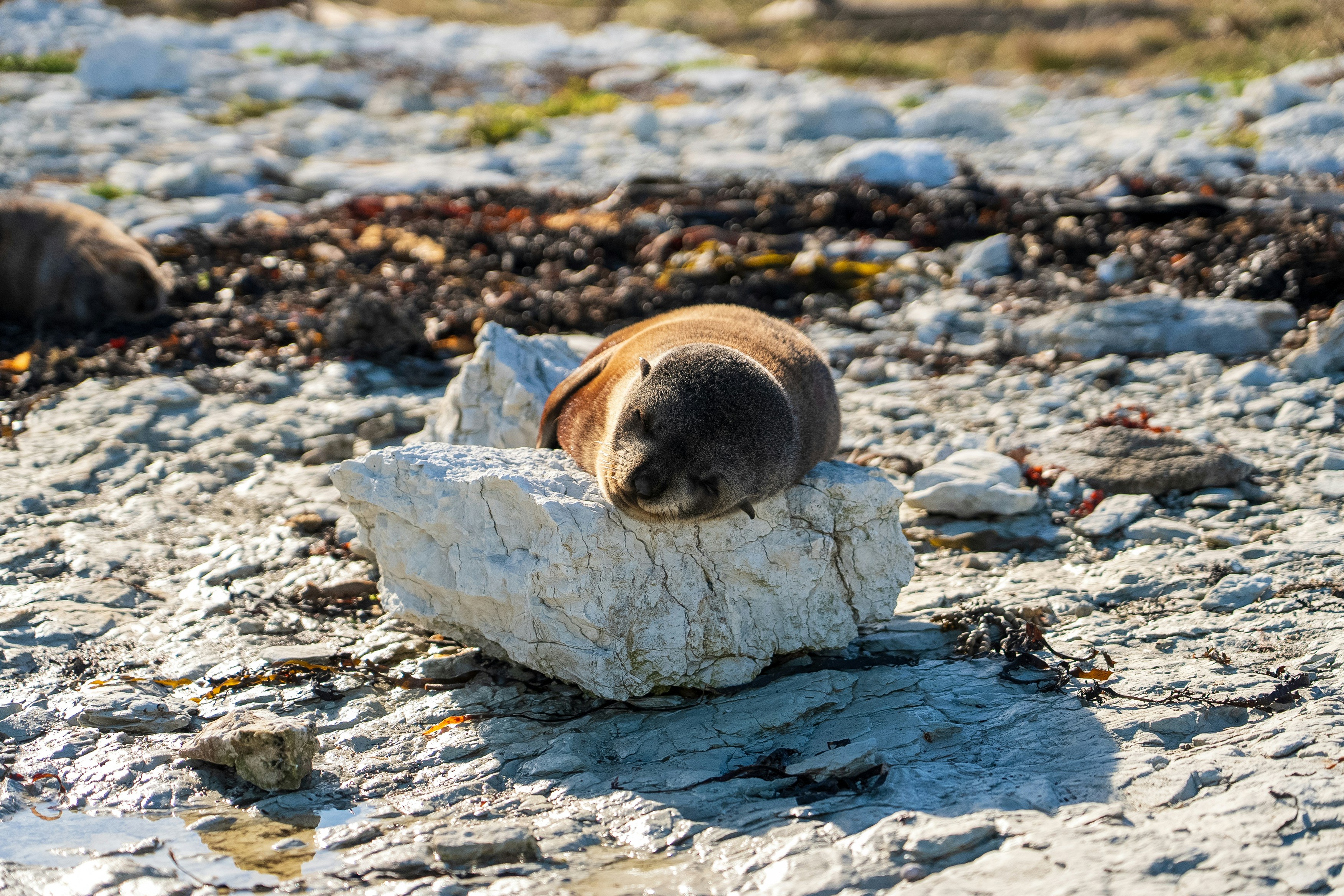 Quiet Moment: Seal Pup Resting on a Weathered White Rock