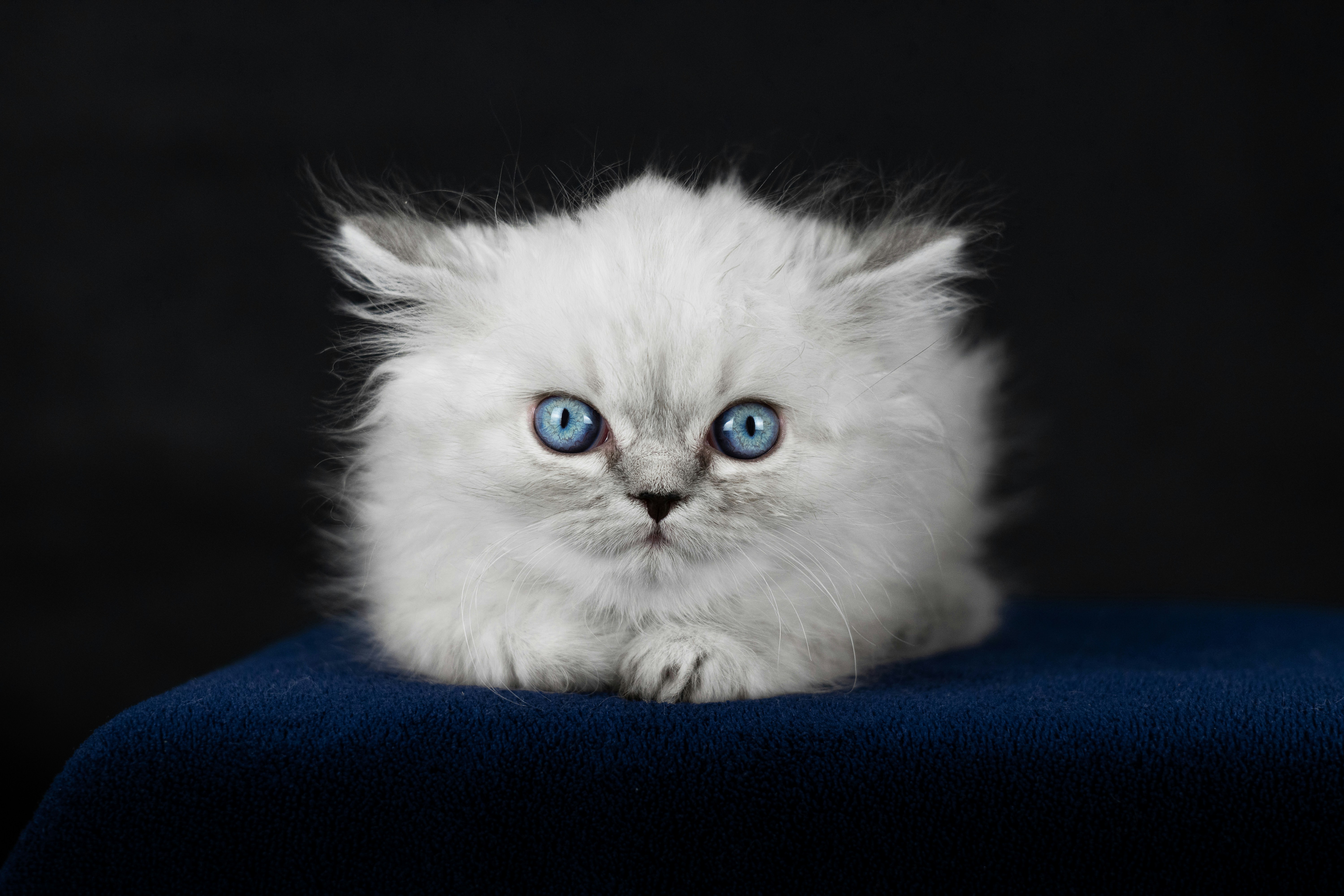 Velvet Spotlight: Snow-White Kitten with Ice-Blue Gaze