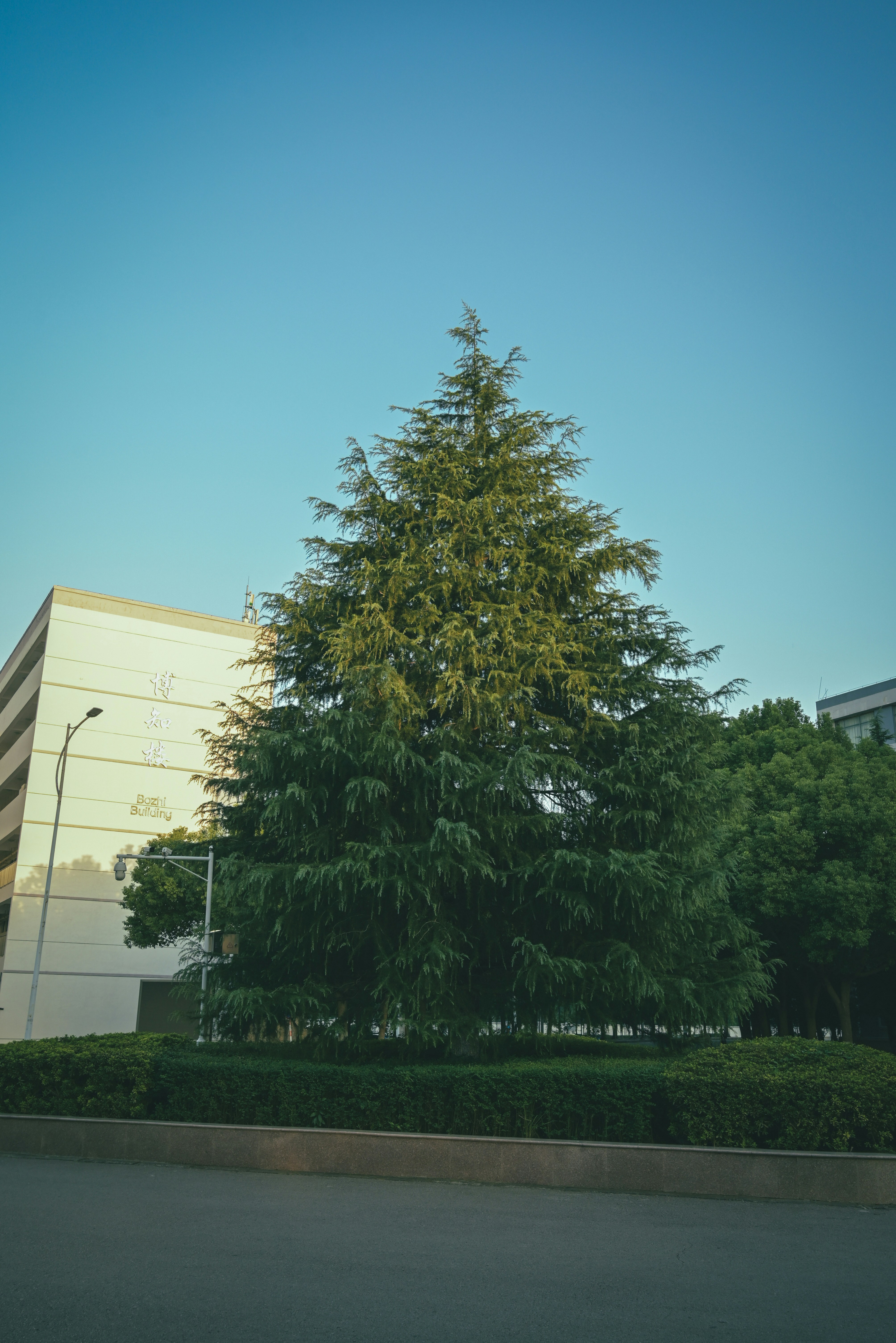 Green Sentinel: A towering evergreen anchors a sunlit campus courtyard