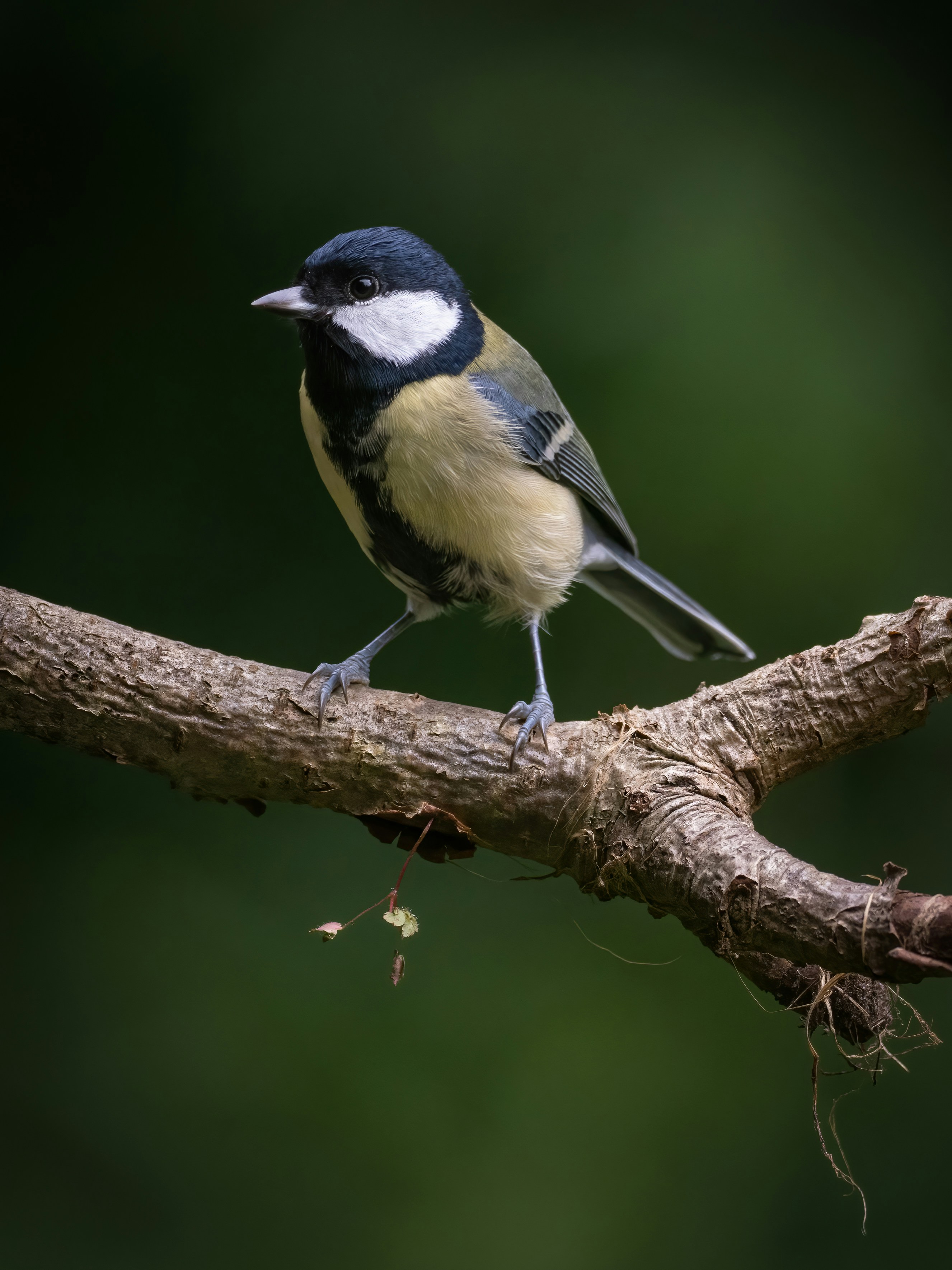 A small bird perched on a tree branch photo – Free Small bird Image on ...