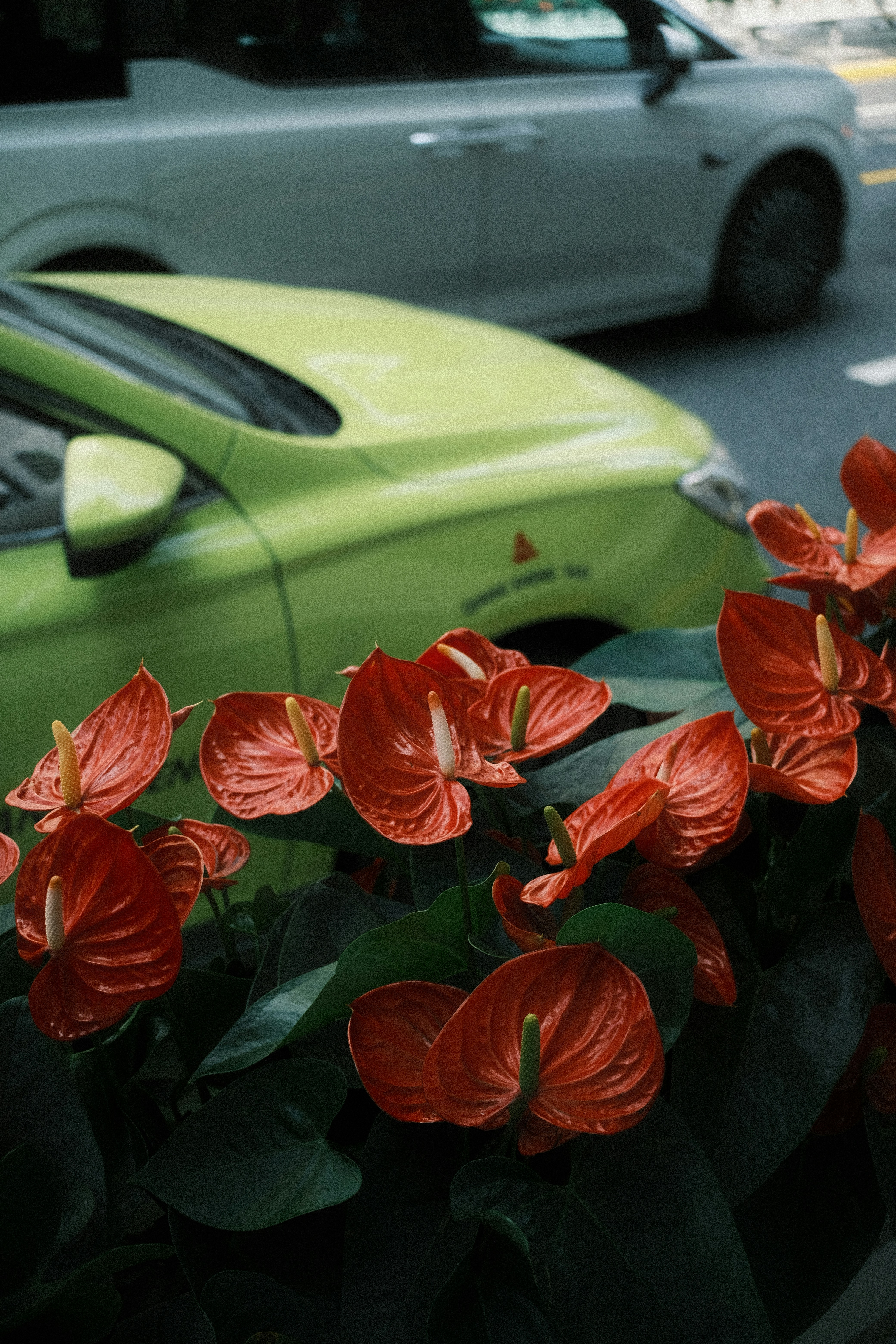 Urban Anthurium: Red Blooms Framing a Moving Street