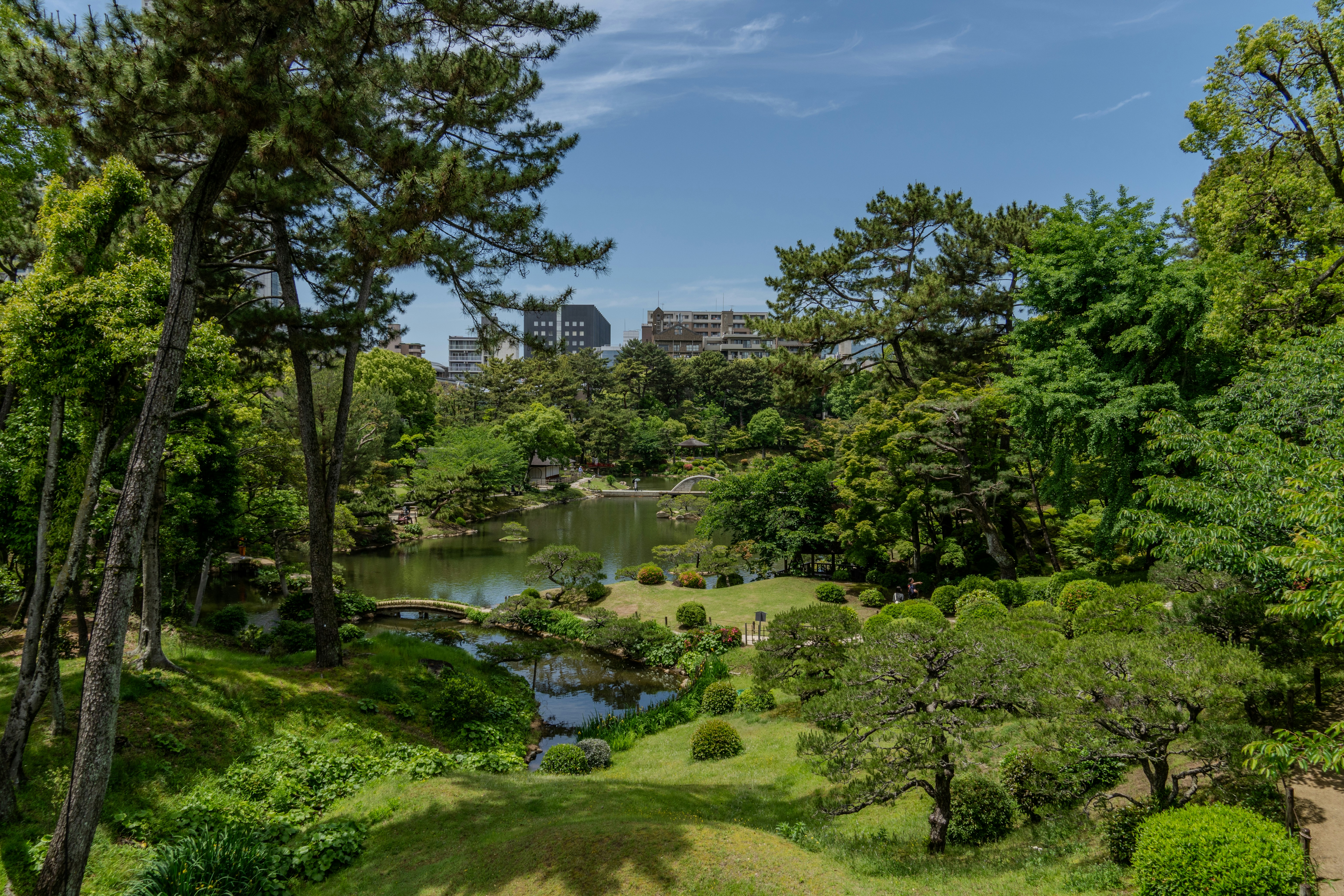 Lush green park with a tranquil pond surrounded by diverse trees under a clear blue sky.