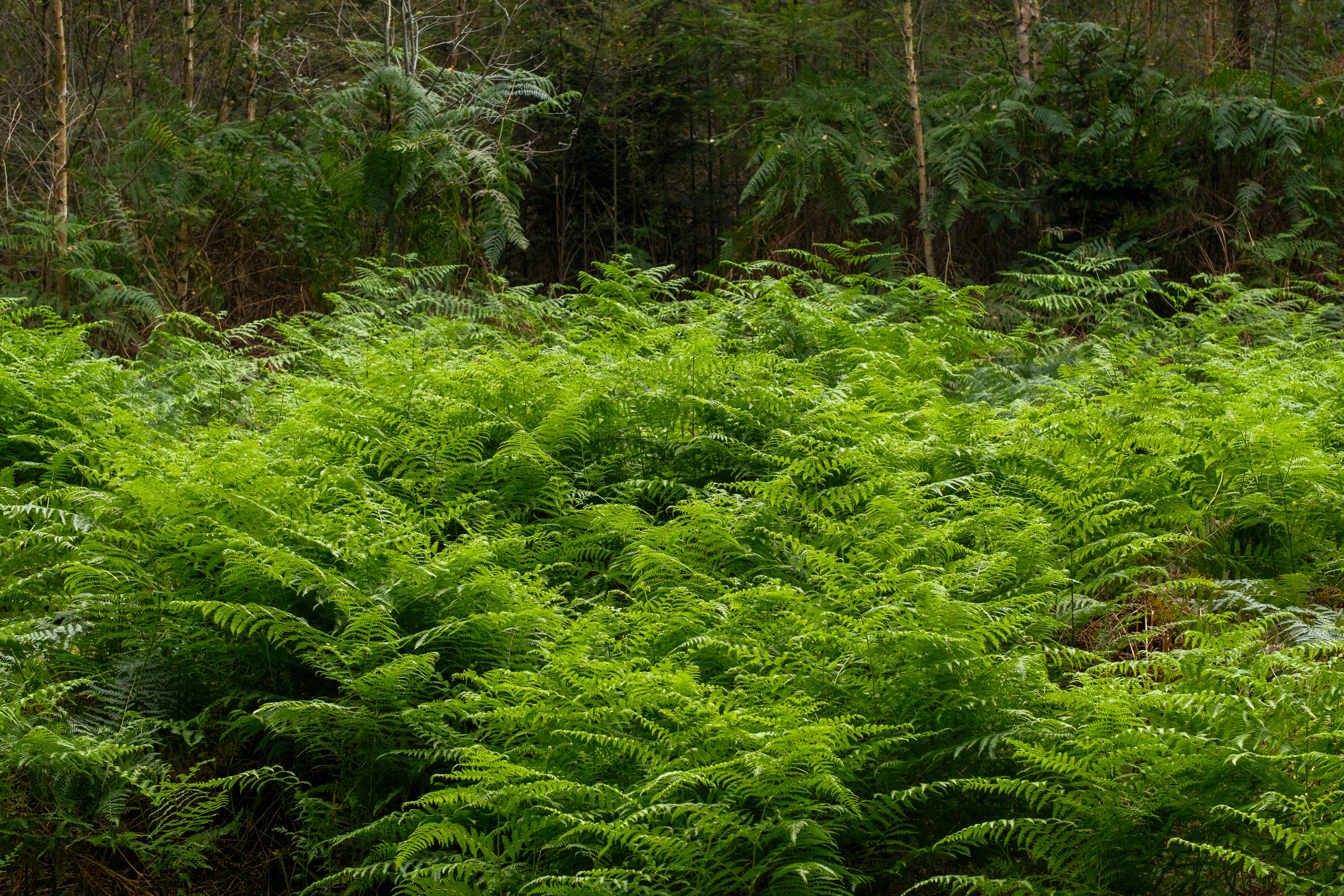 Verdant Ripple: Ferns Weaving a Quiet Green Tapestry on the Forest Floor
