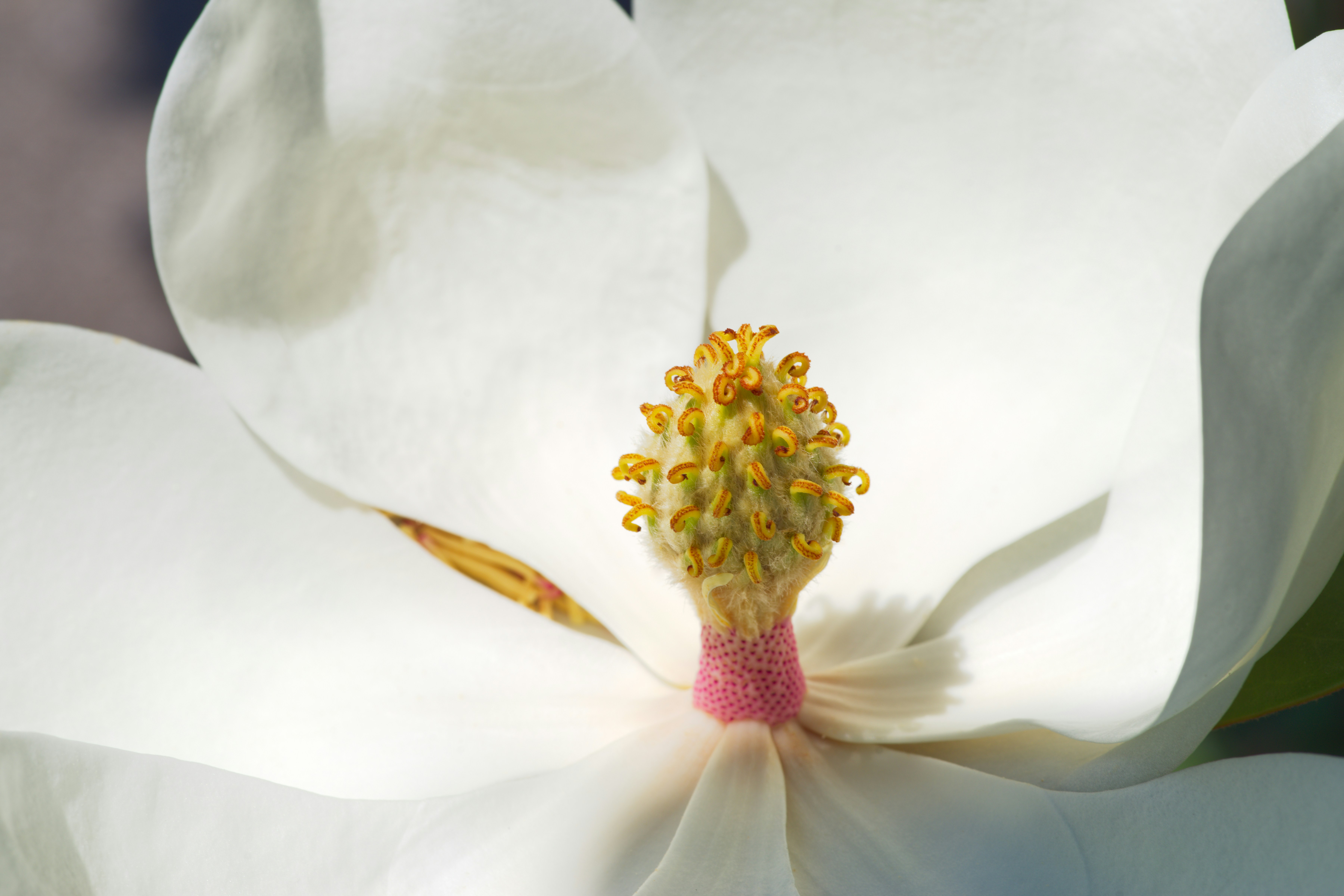 Southern magnolia, Magnolia grandiflora [lat]