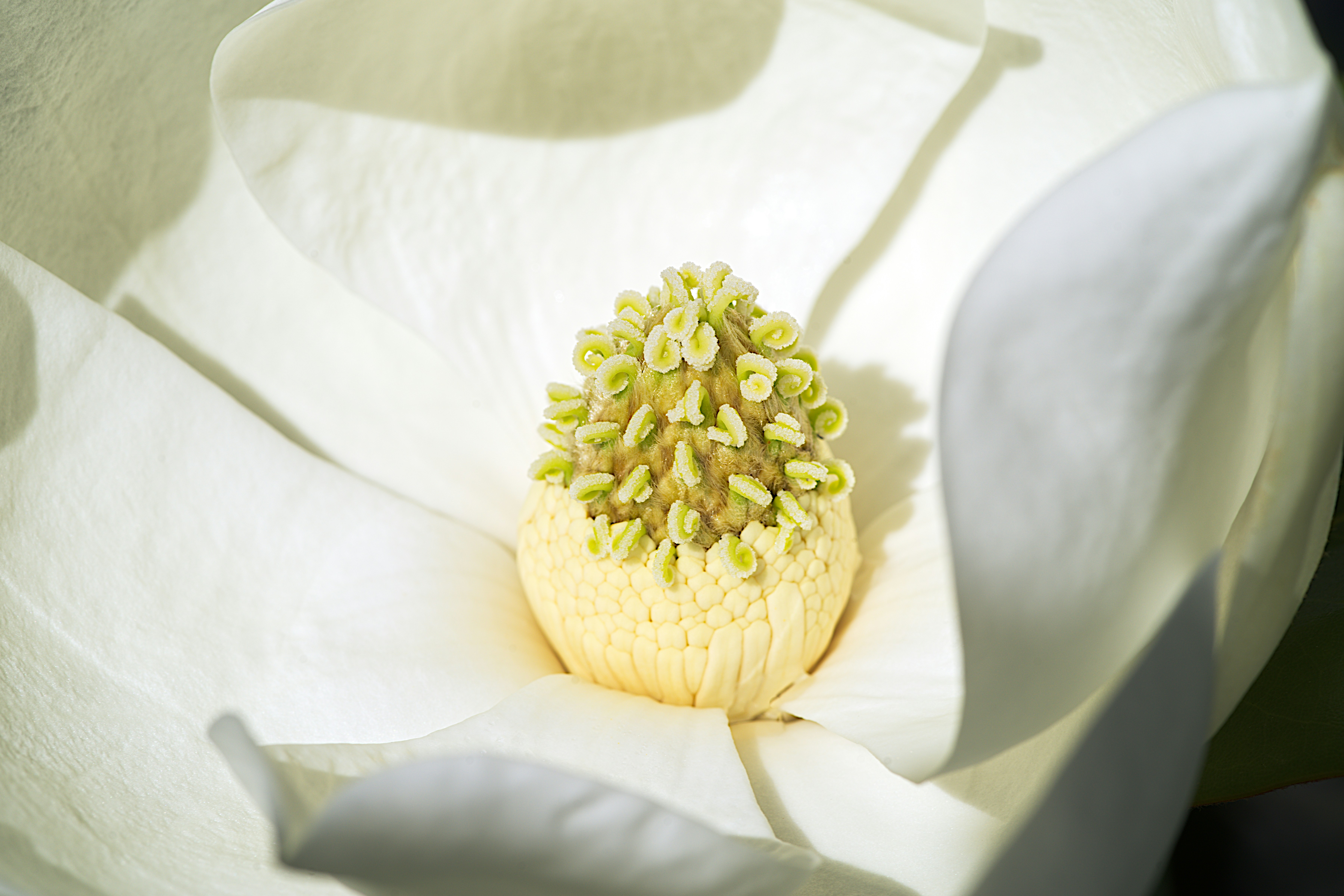 Sunlit Magnolia Center: a Macro Portrait of Quiet Detail