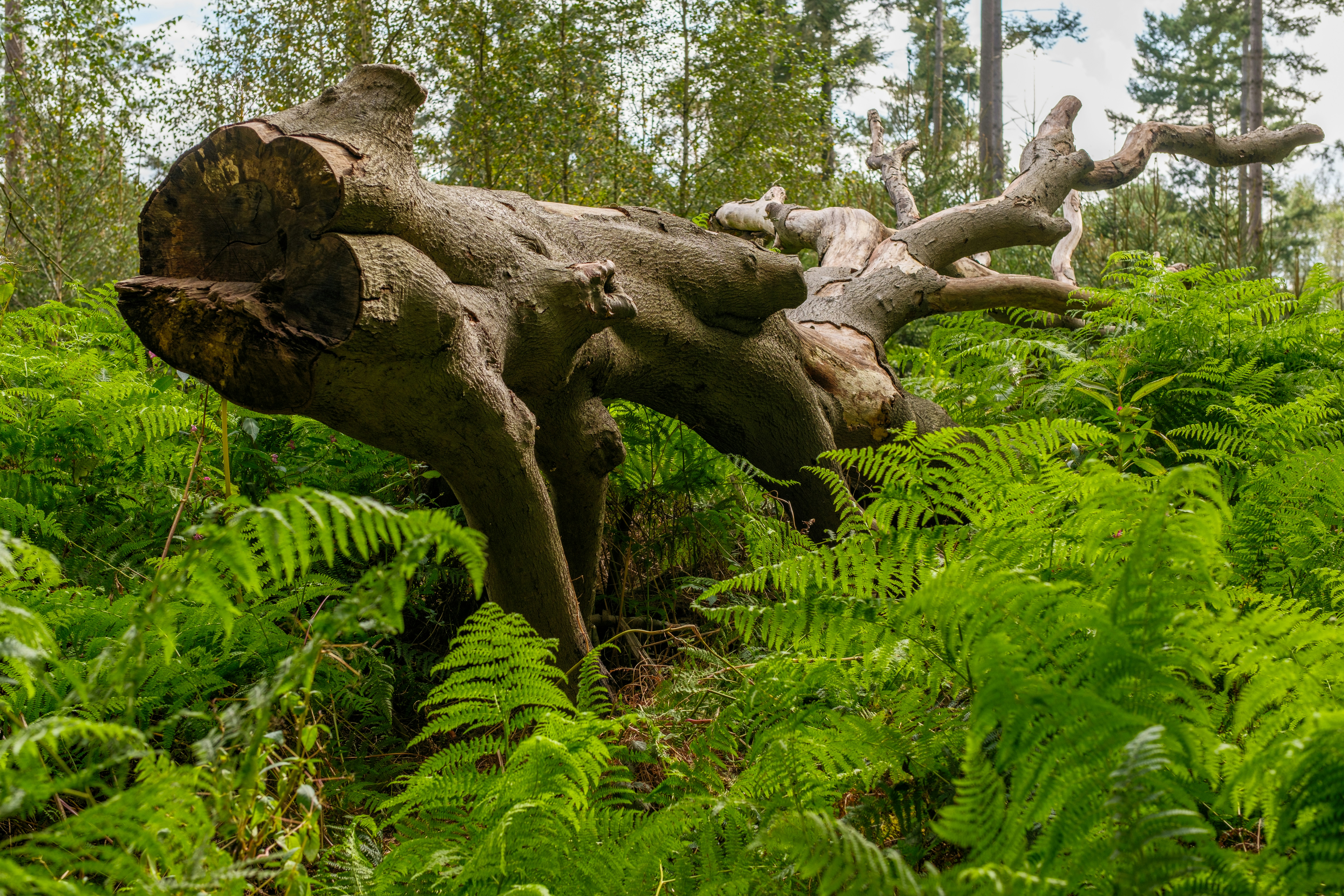 Fern-Lined Remnant: A Fallen Trunk Anchored in Green Silence