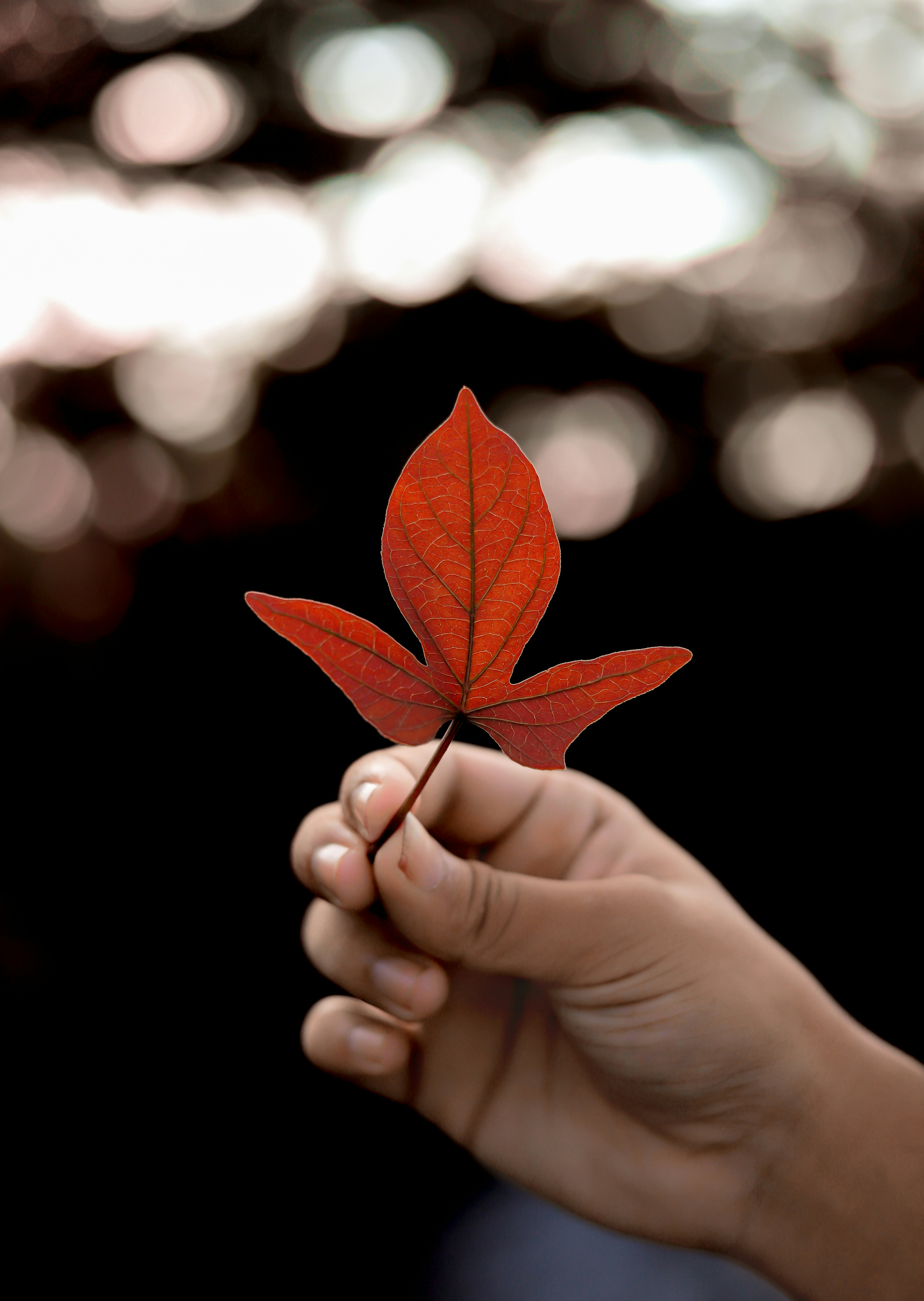 Crimson Maple Leaf: Quiet Focus in Velvet Bokeh