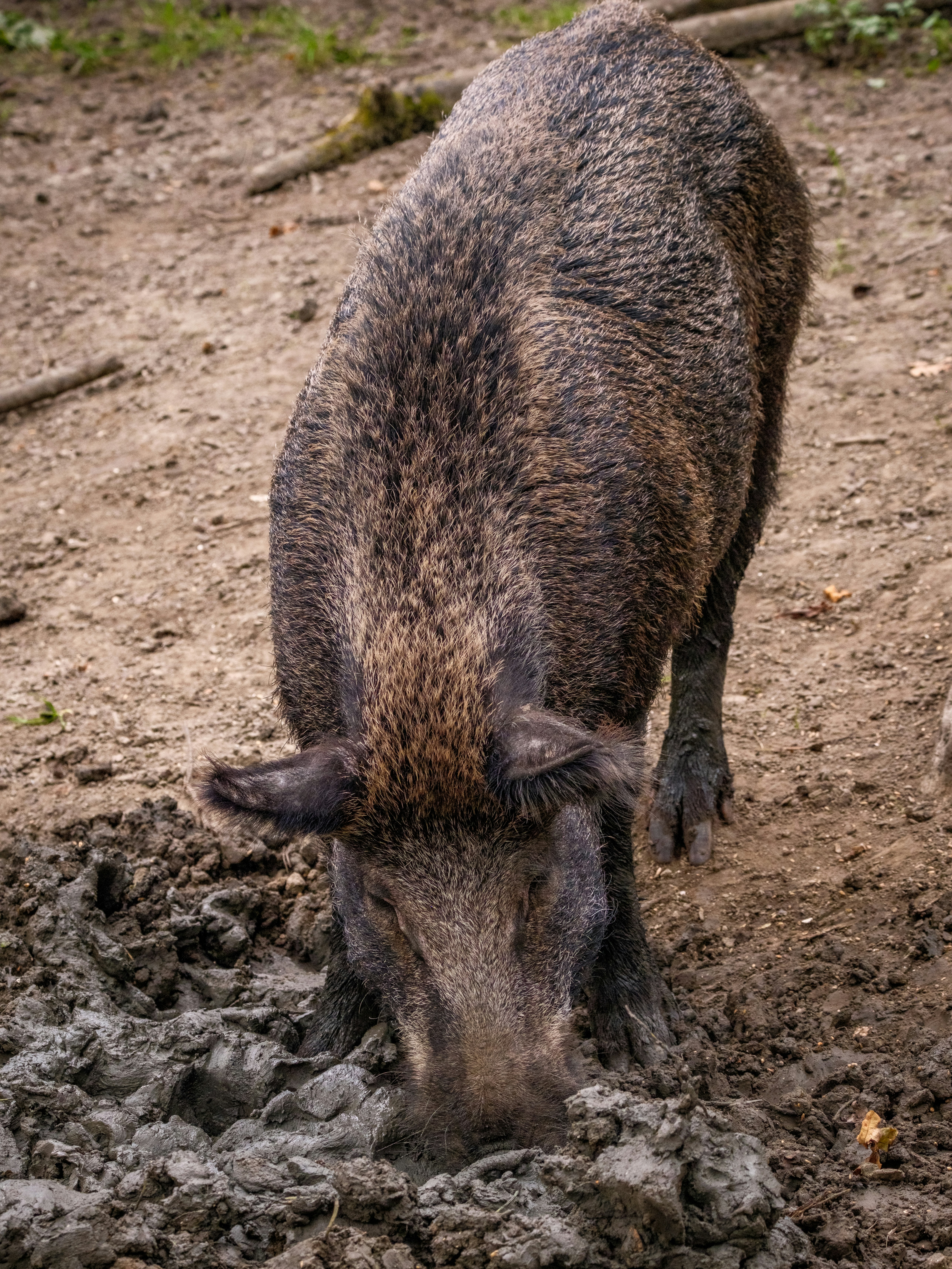 wild hog