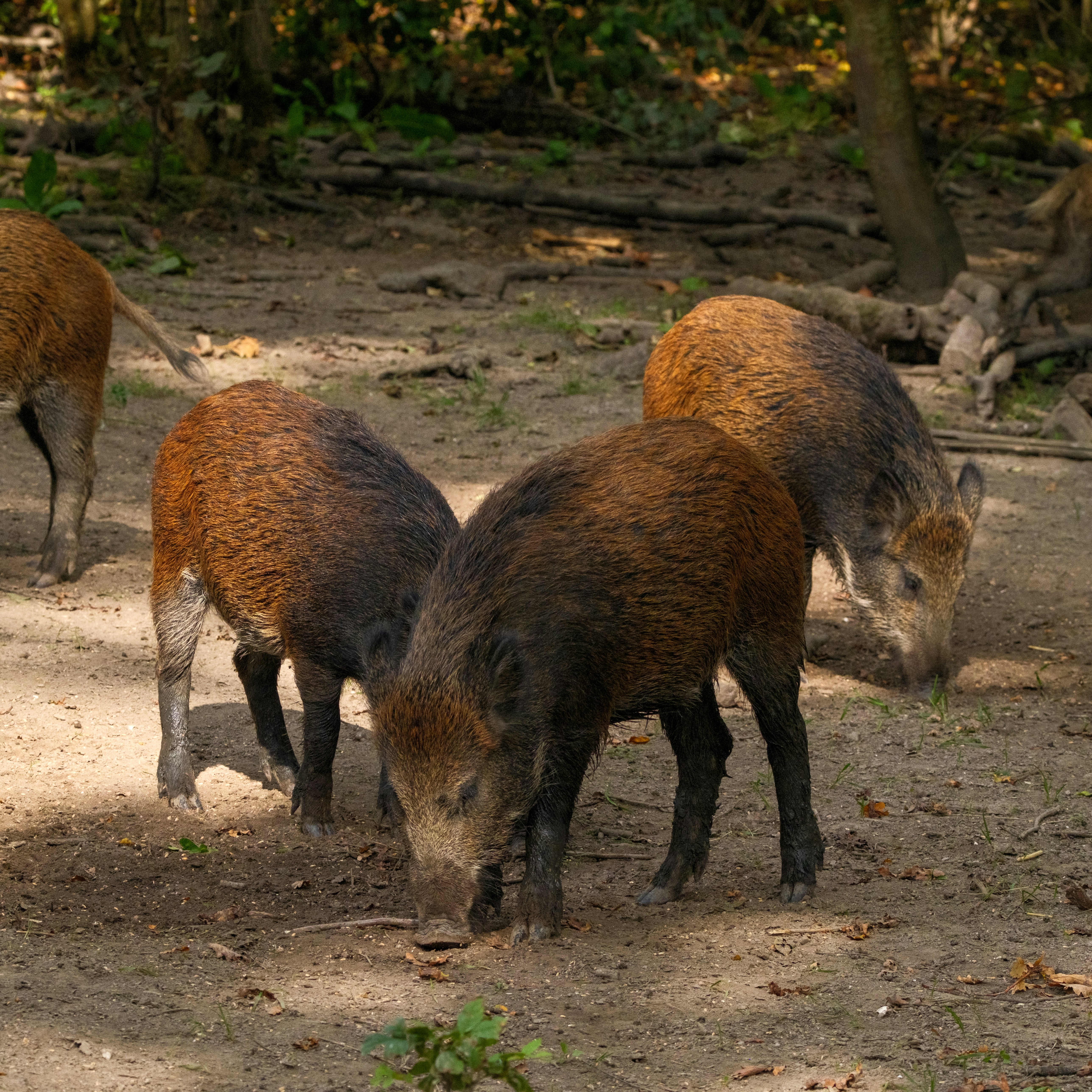 Sunlit Forage: Three Wild Boars in a Quiet Forest Clearing