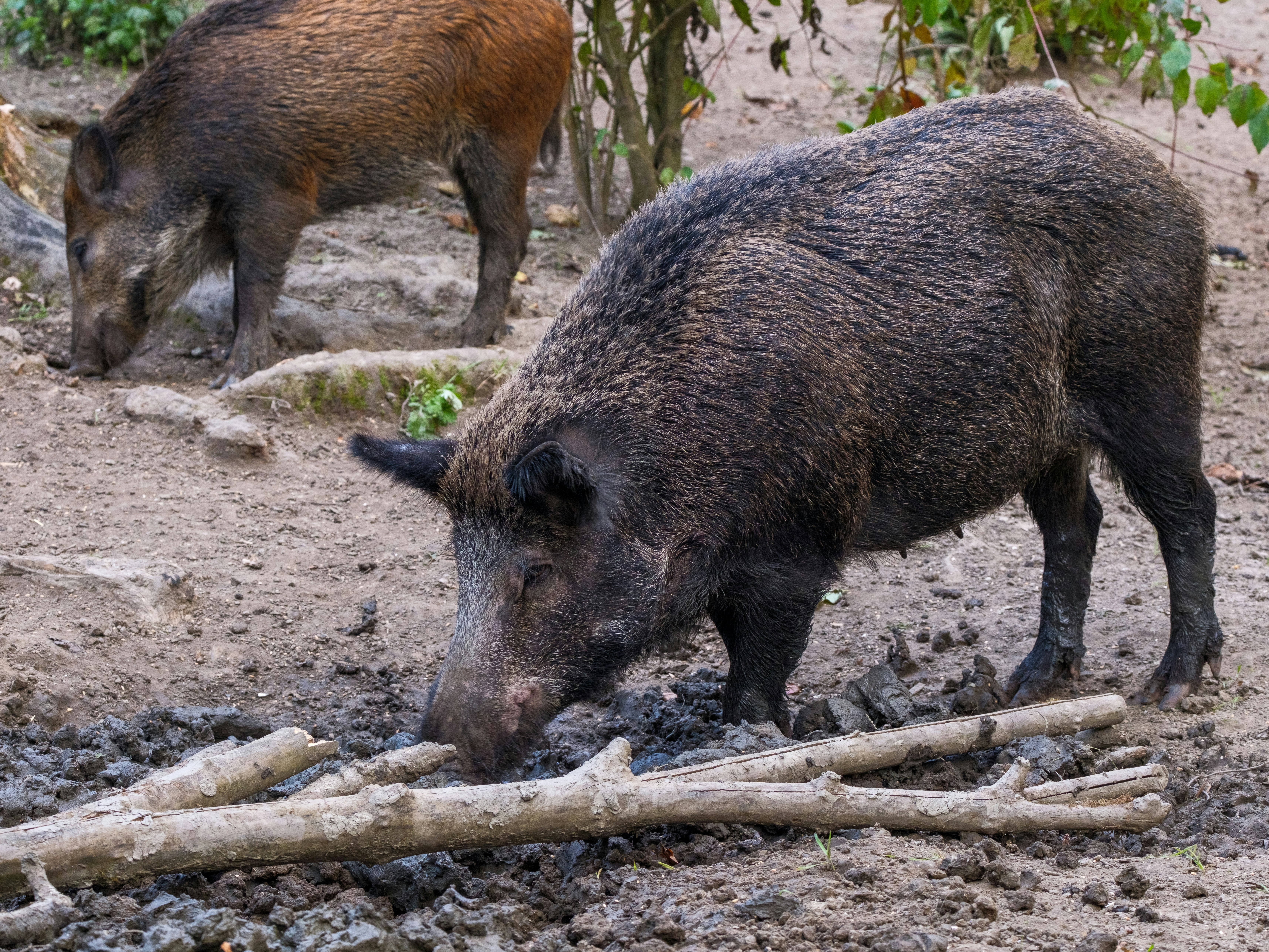 A couple of wild boars grazing in a field photo – Free Wild zwijn Image on Unsplash