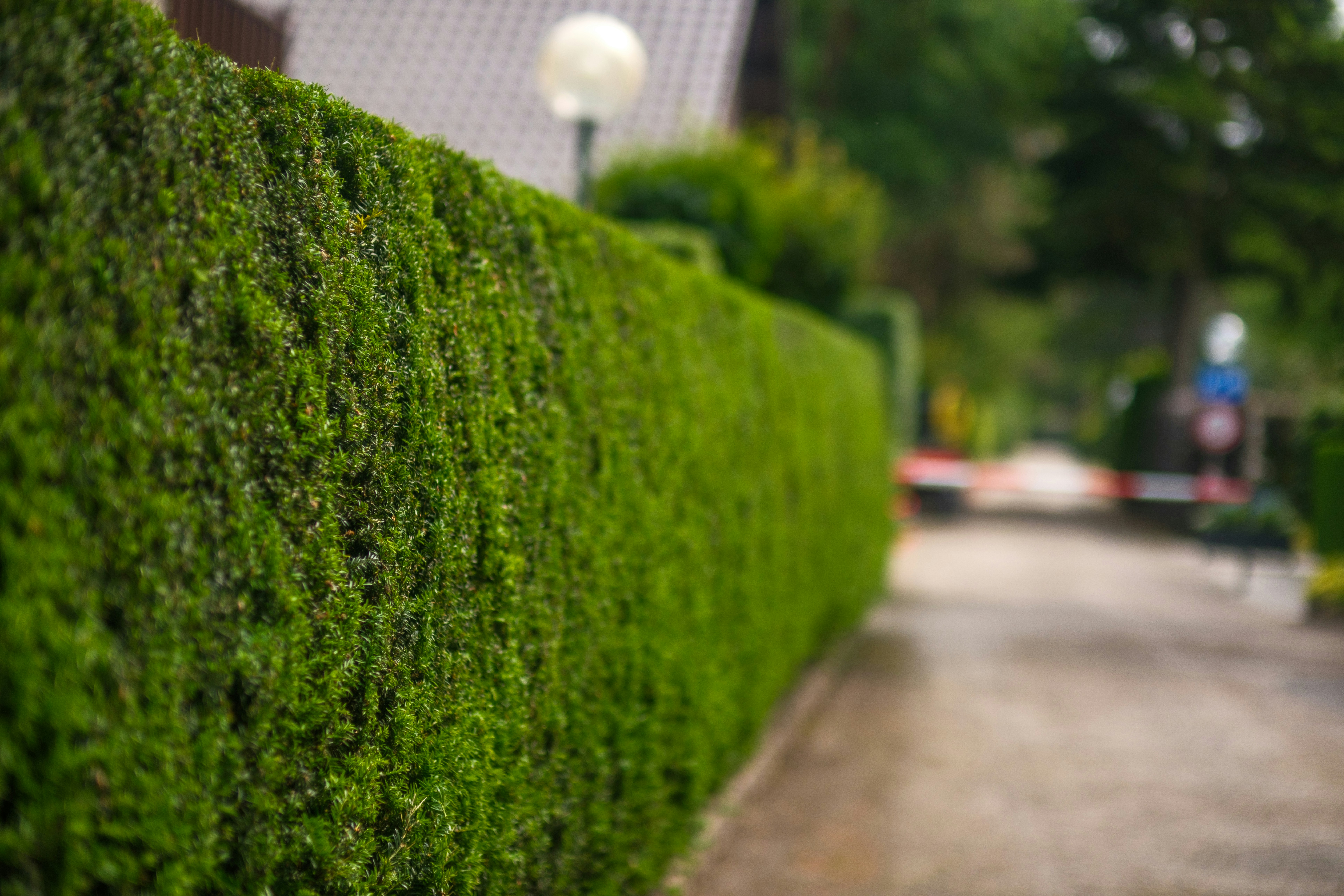 A street with a green hedge and a house in the background photo – Free ...