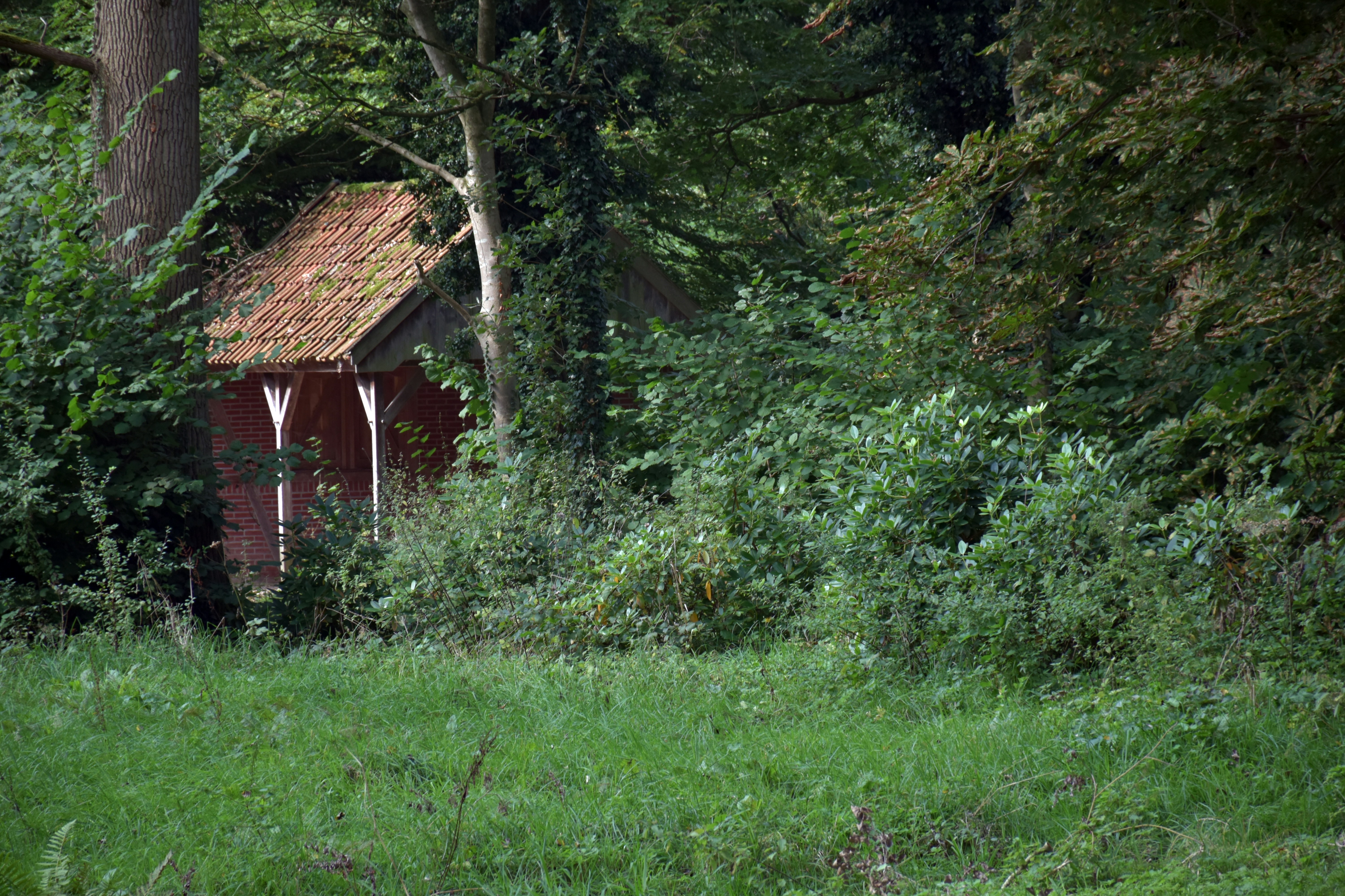 Red cottage peeking through the forest edge