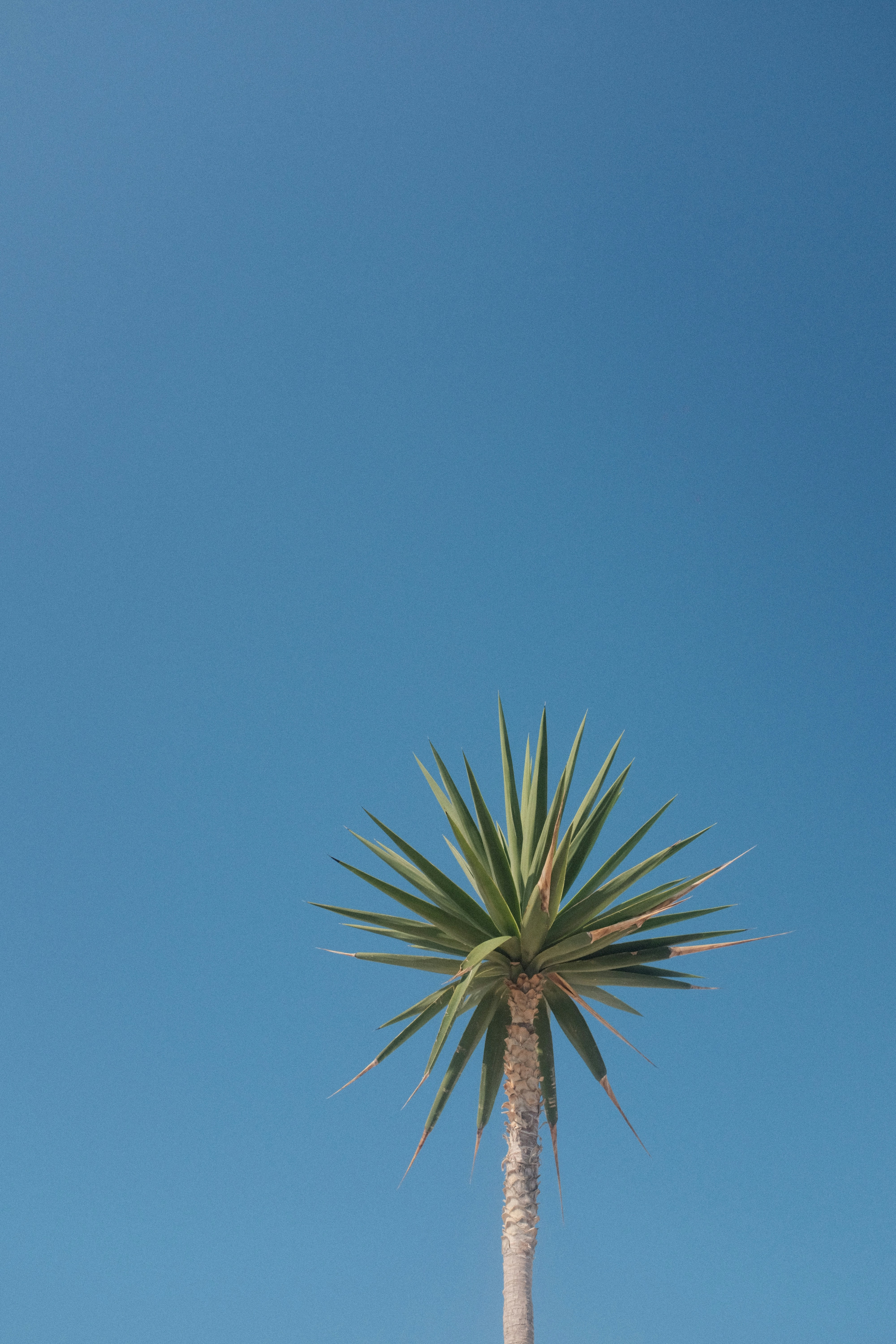 Azure Apex: A lone palm piercing the sky
