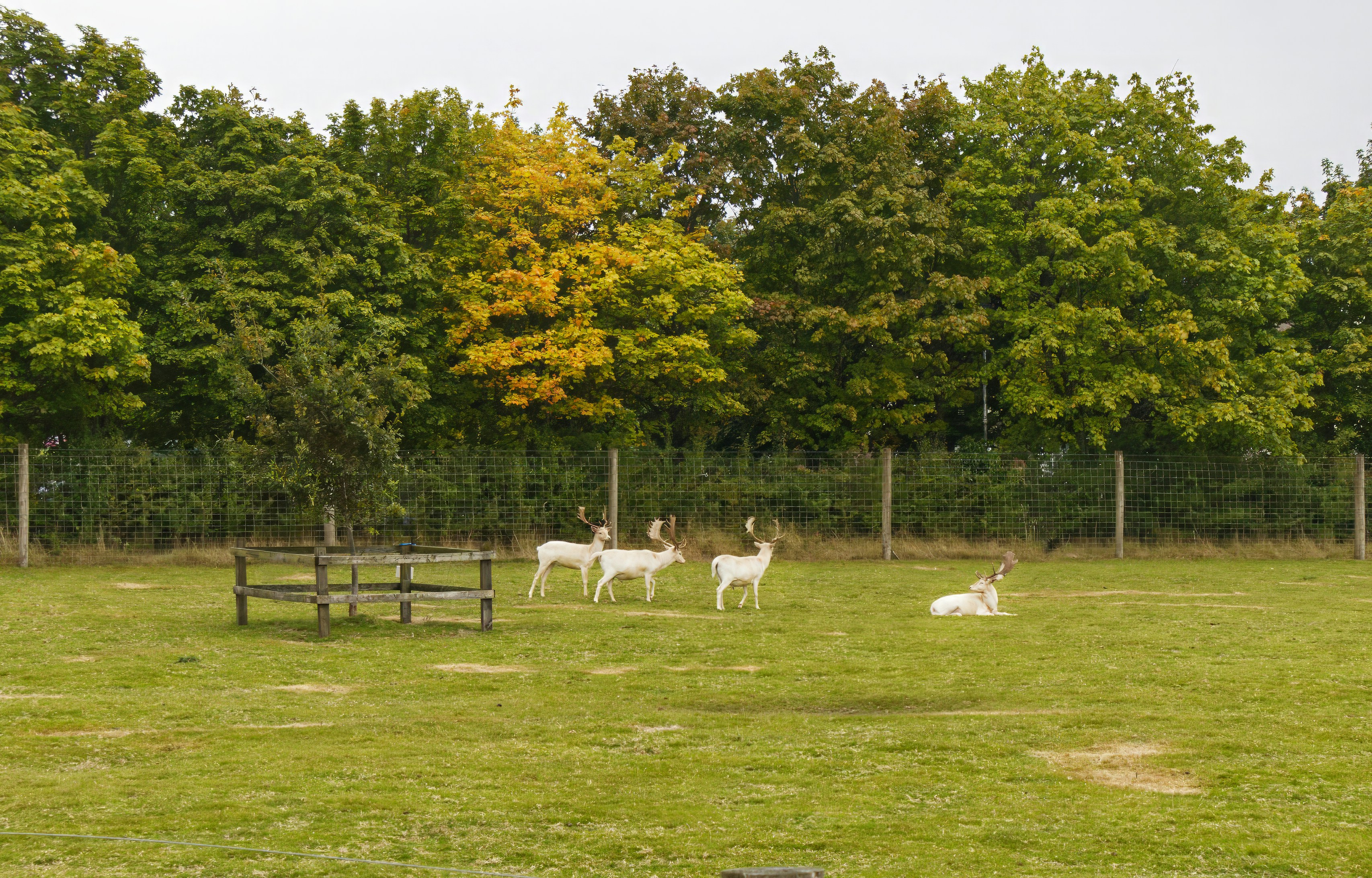 Three White Deer in a Quiet Park Meadow Amid Autumn Trees
